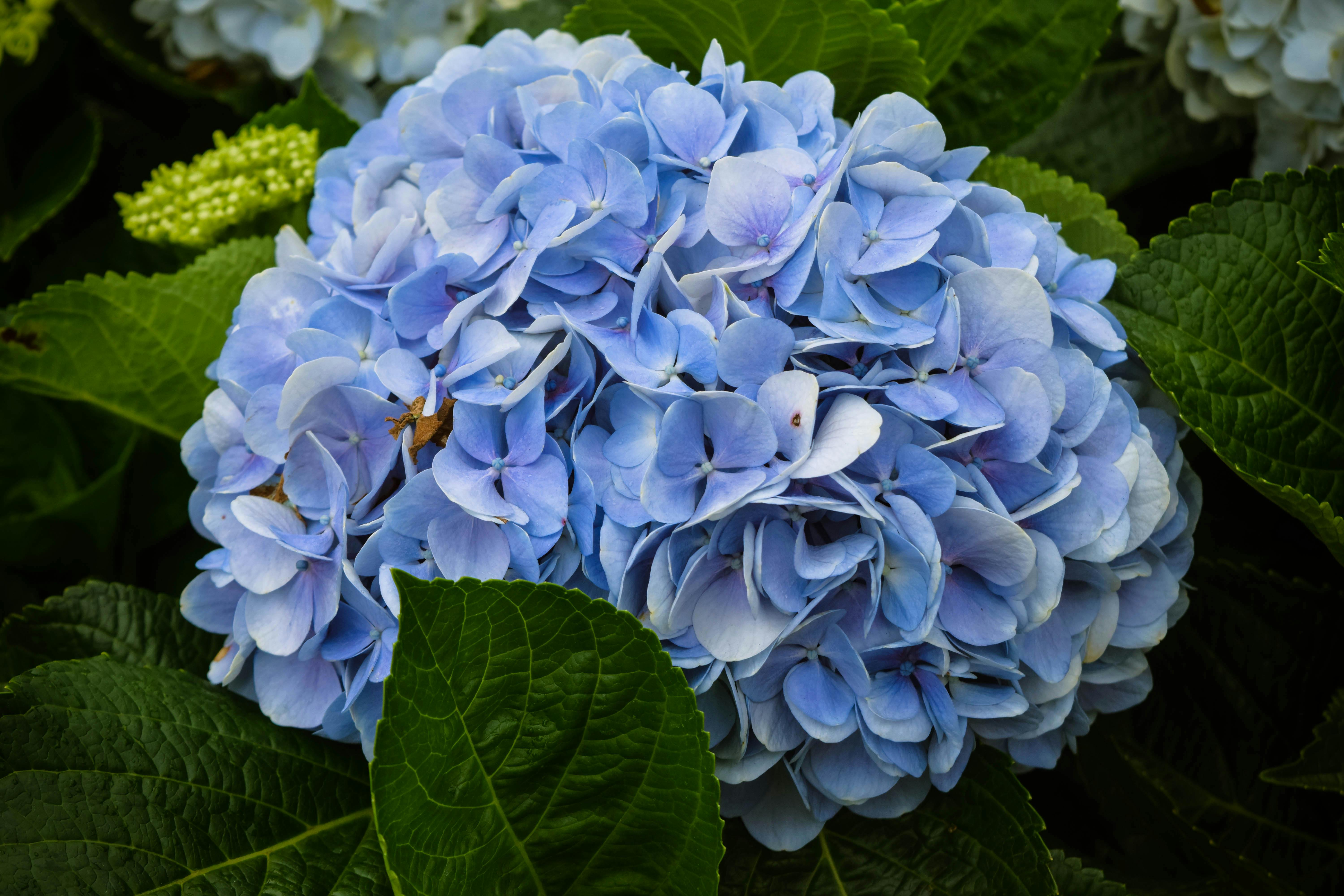 Blue Flowers Among Leaves · Free Stock Photo