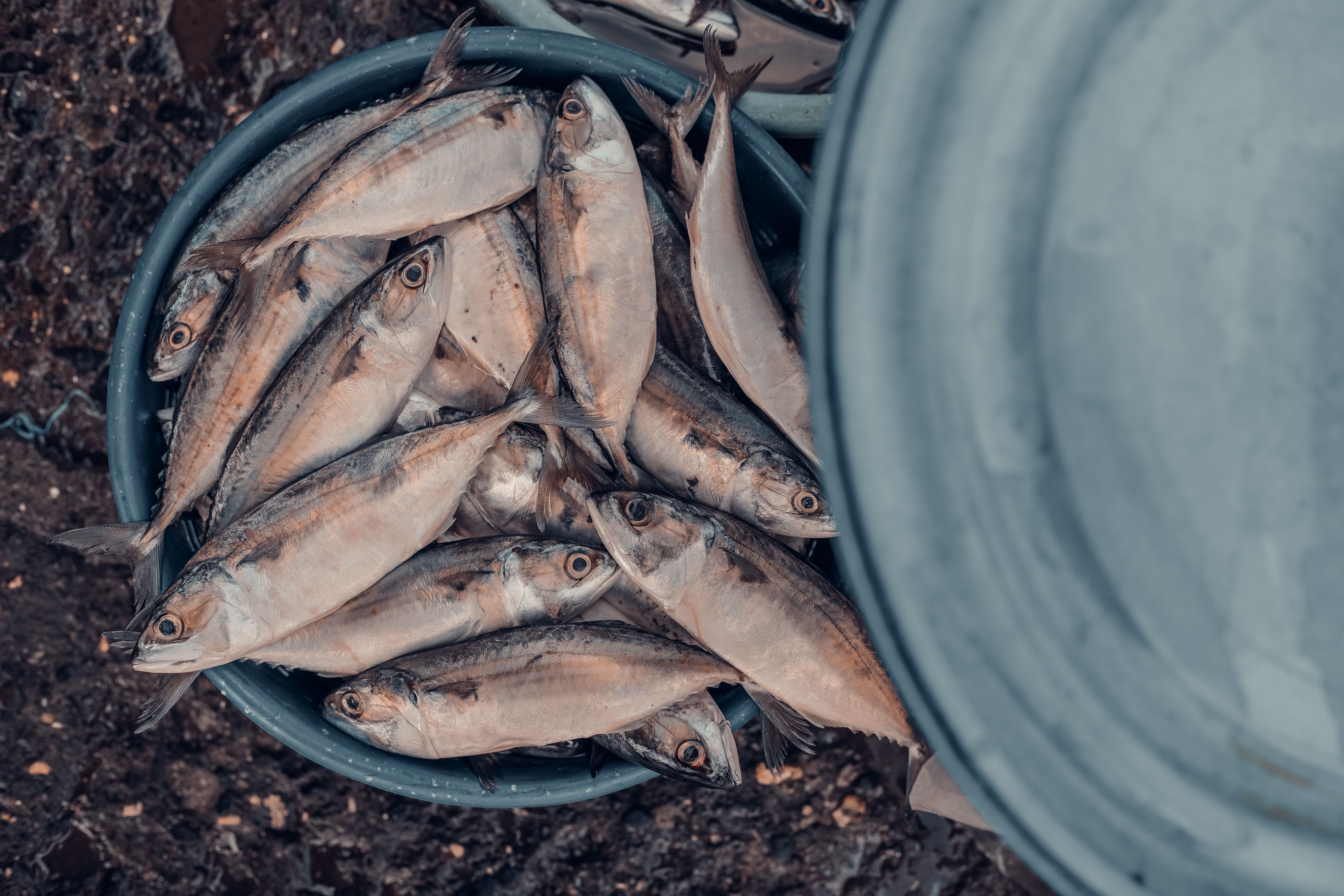 Marché Aux Poissons à Sassoon Docks · Photo gratuite