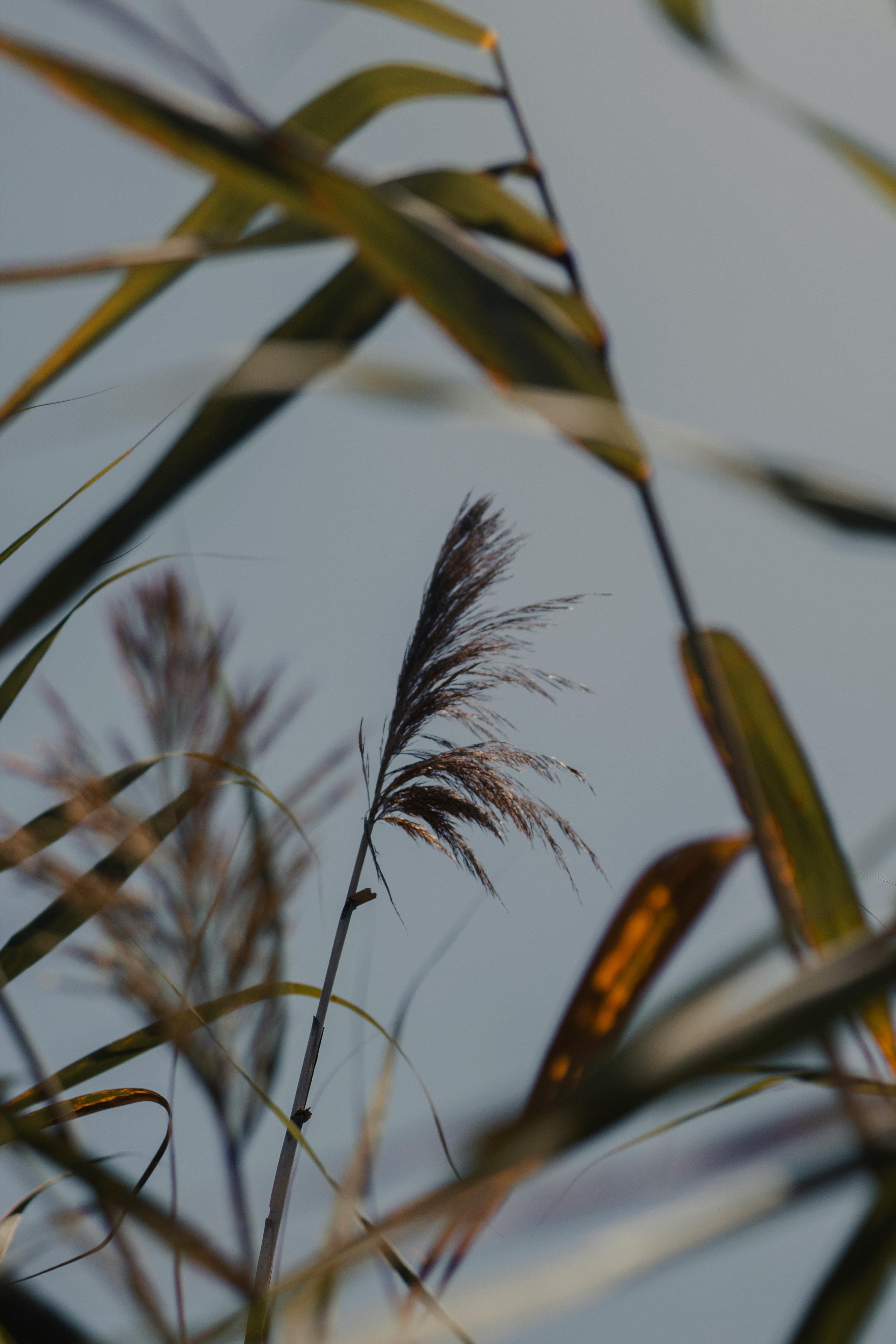 Close-up of Reed · Free Stock Photo