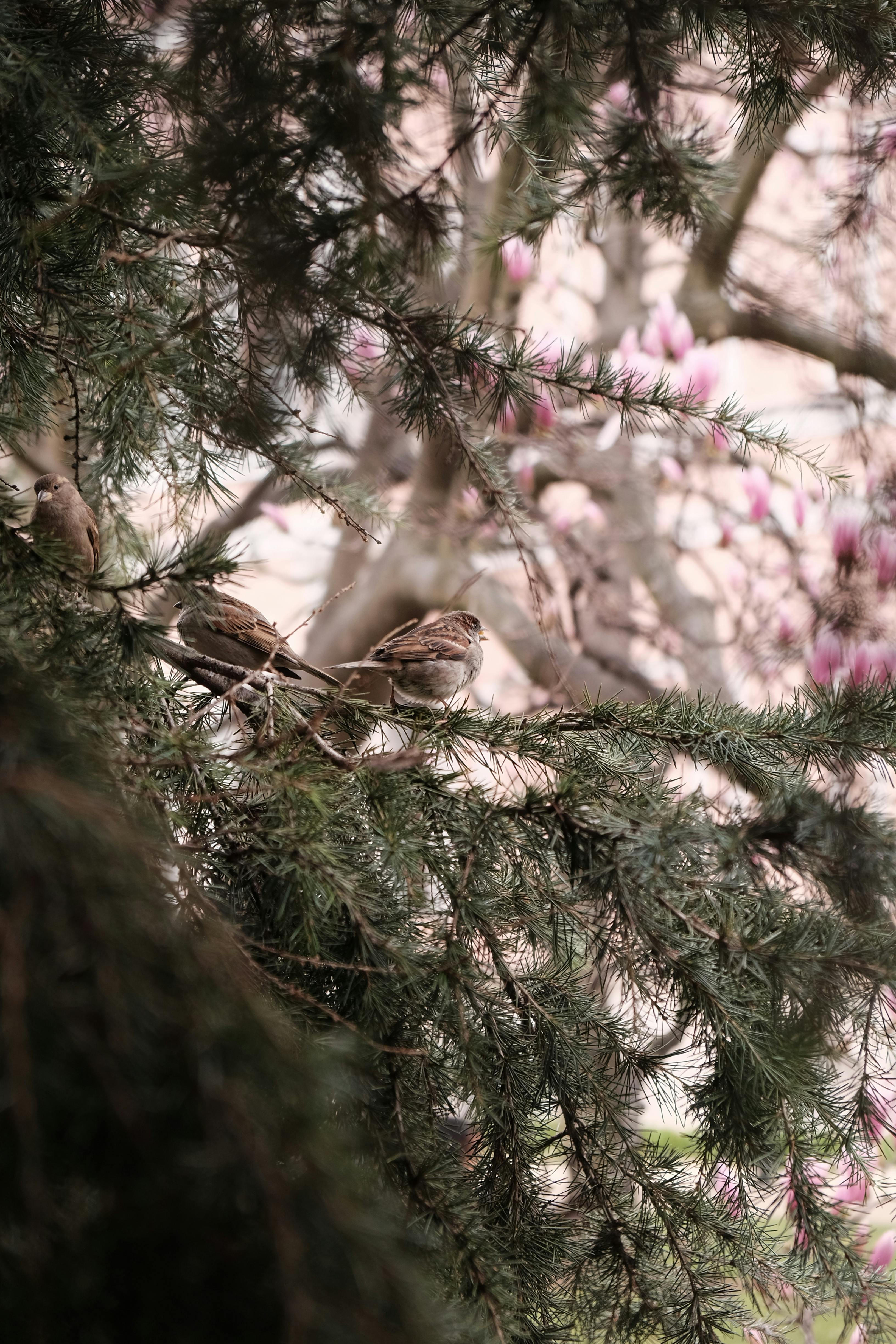 Sparrows On A Branch Spring Blooms Photos, Download The BEST Free ...