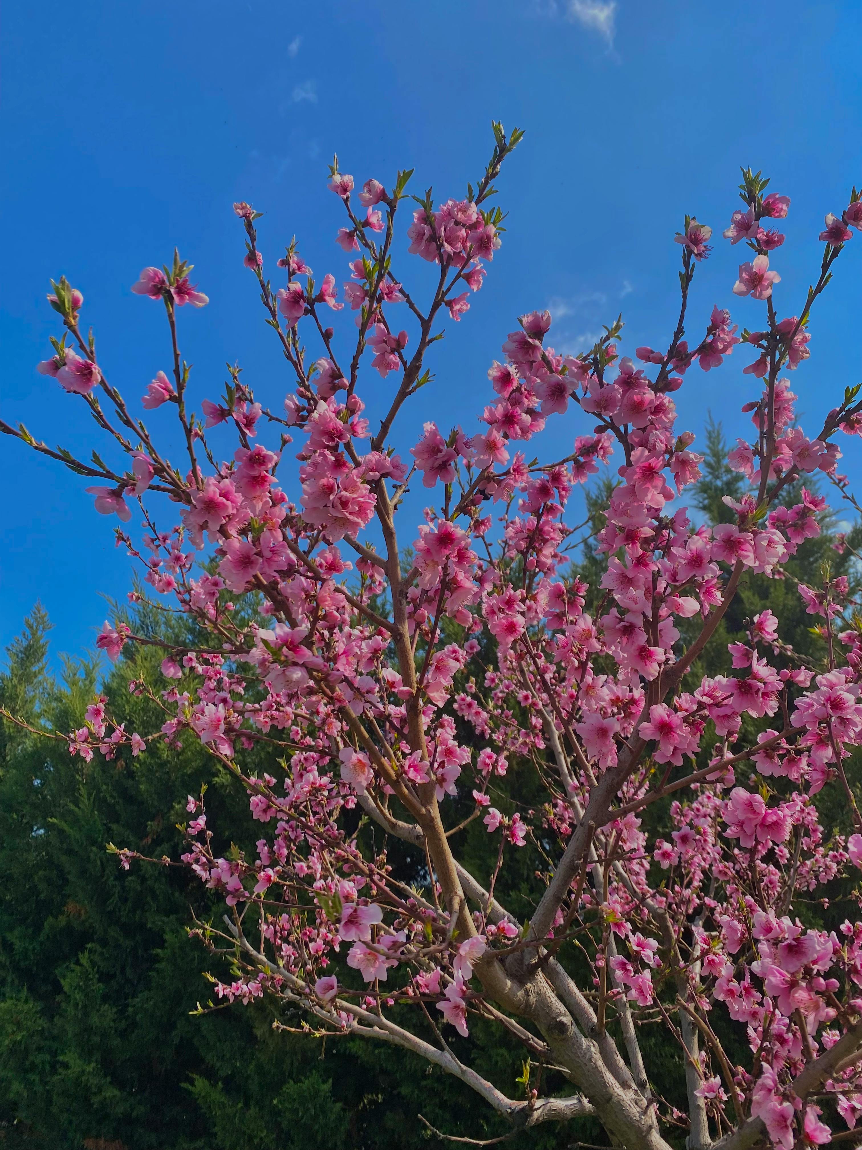 Imagine de stoc gratuită cu afișare florală, amenajare a teritoriului ...