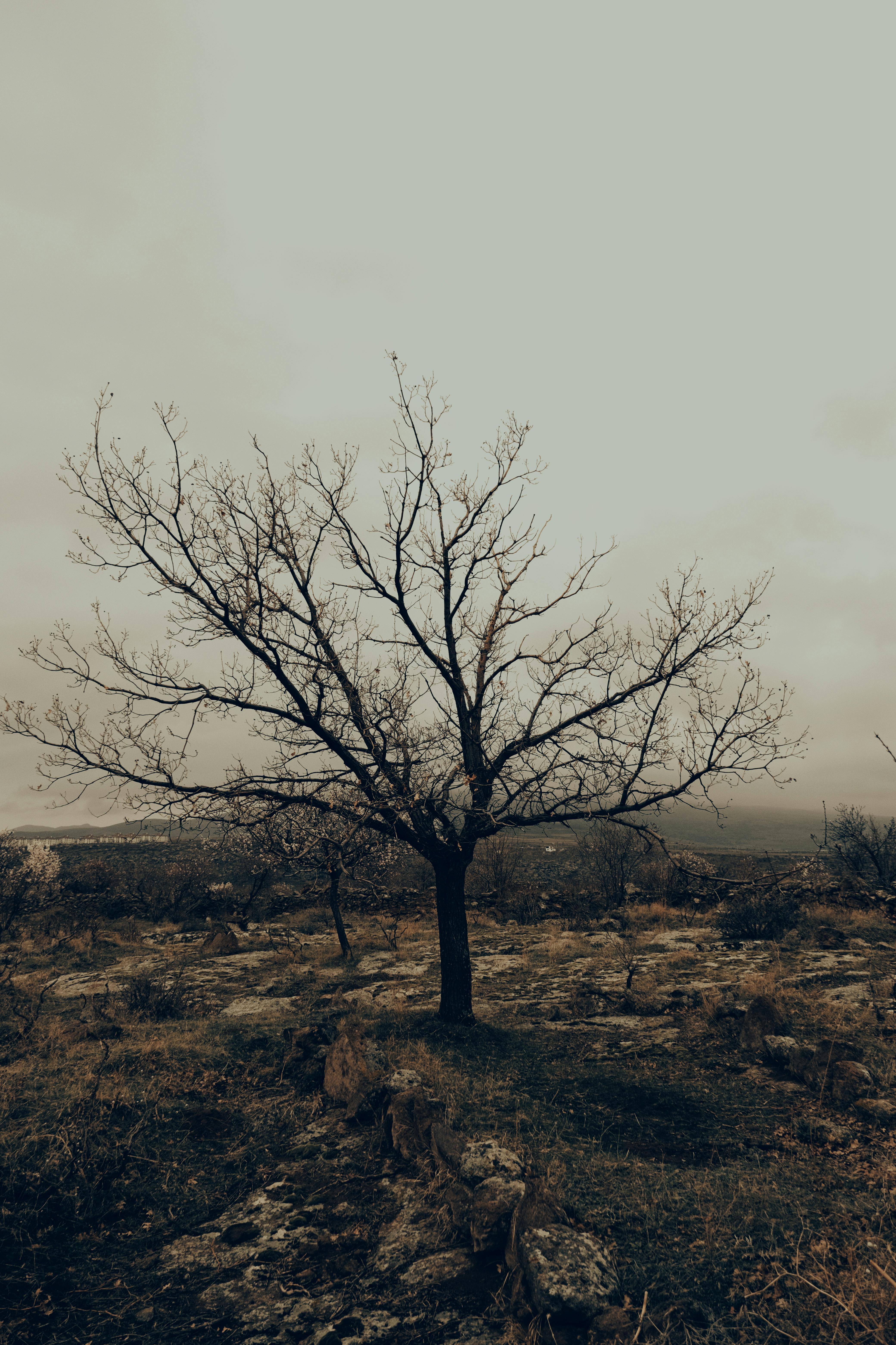 Lone Bare Tree in the Wilderness · Free Stock Photo