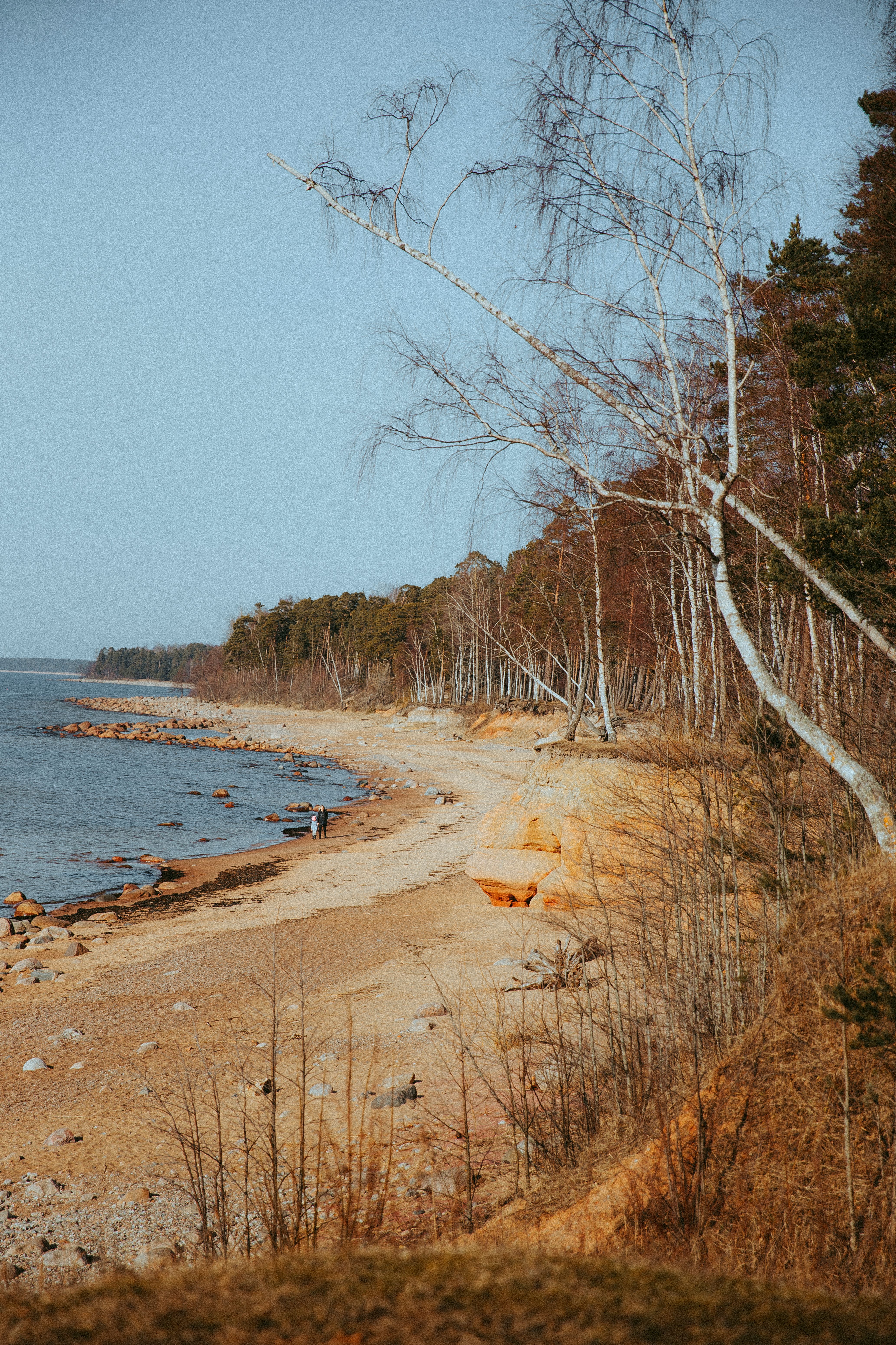 Shoreline with Trees and Clear Blue Sky · Free Stock Photo