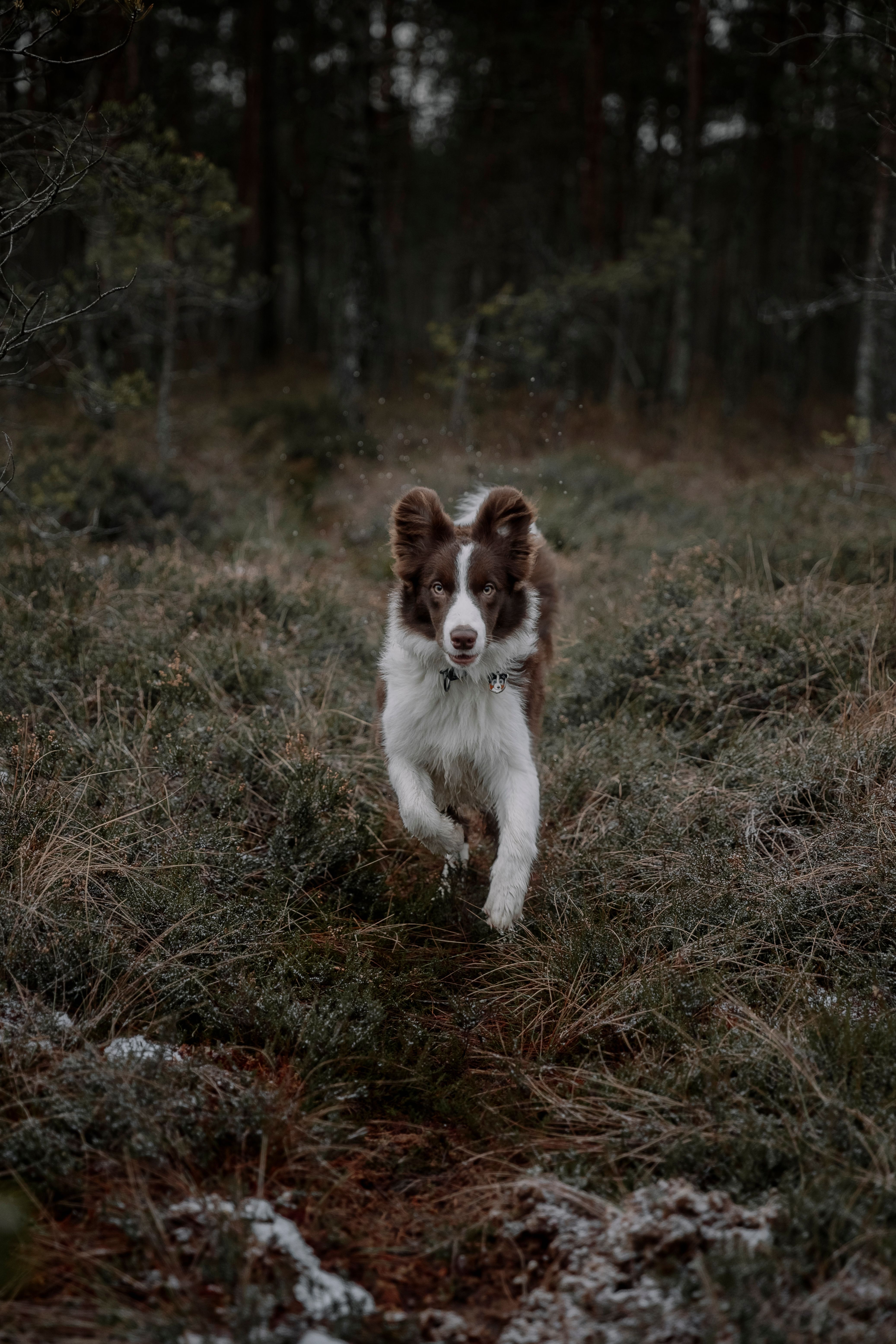Running Border Collie · Free Stock Photo