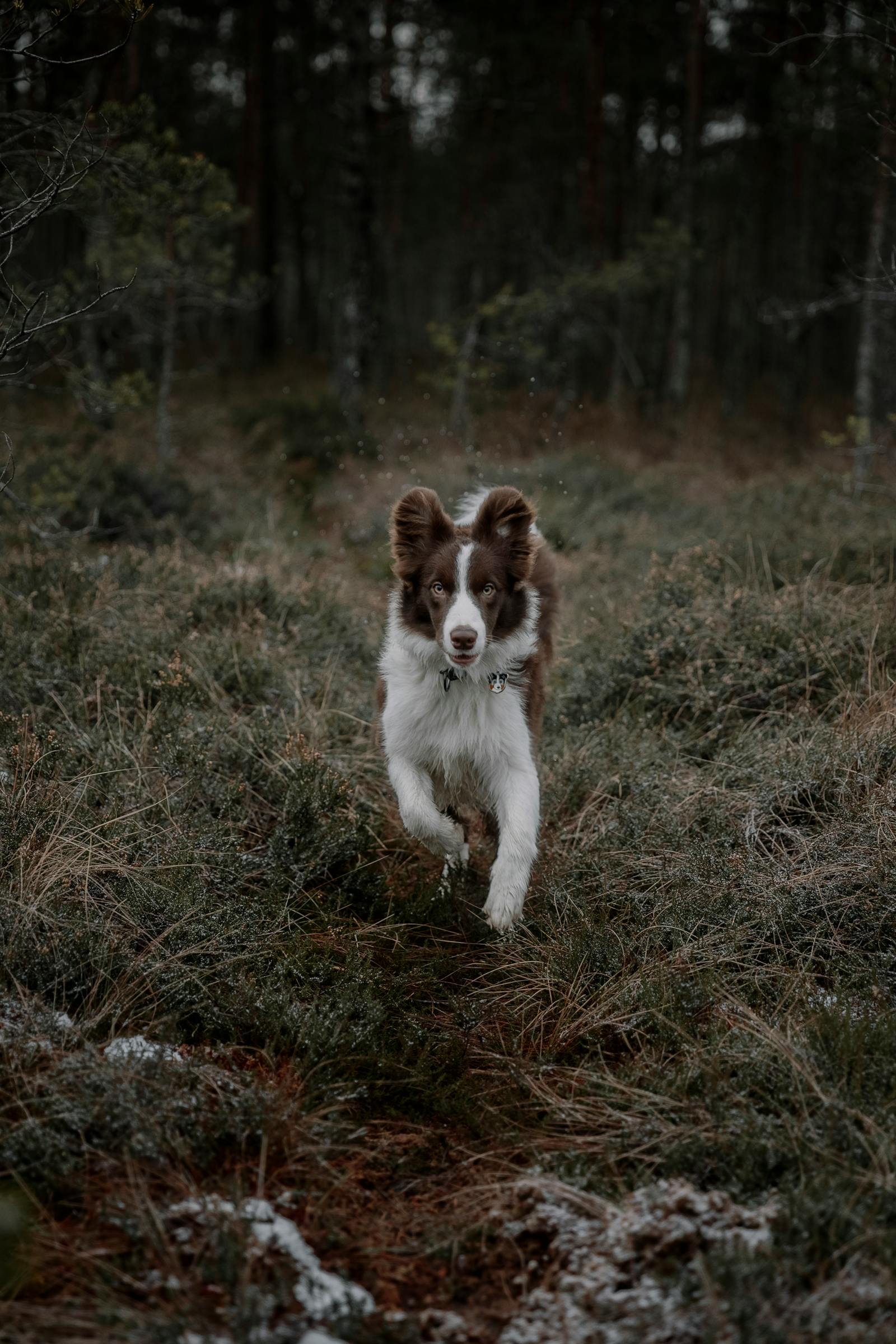 Border Collie Photos, Download The BEST Free Border Collie Stock Photos ...