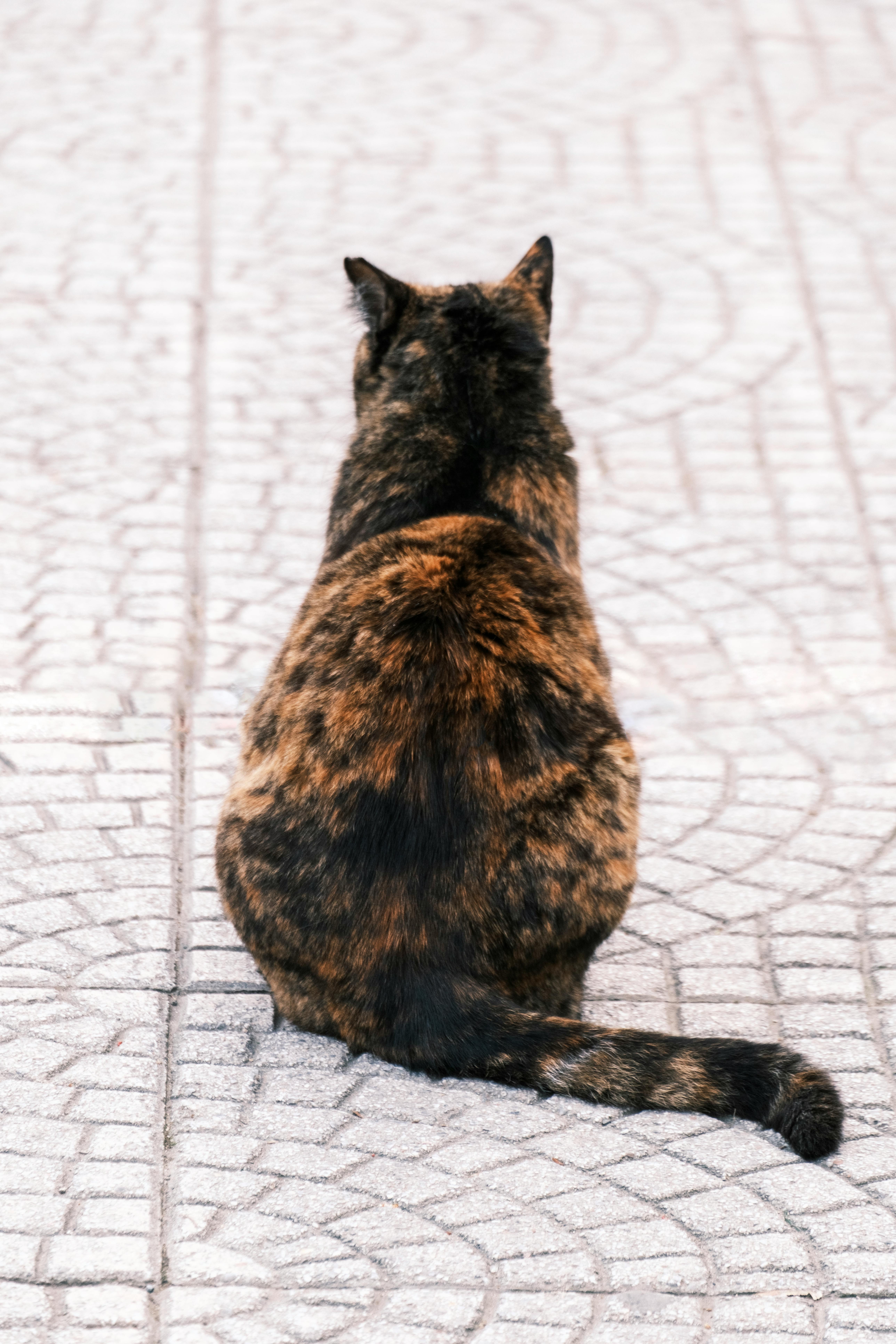 Foto de stock gratuita sobre animal, de espaldas, gatito, gato, mascota, pavimento, sentado ...
