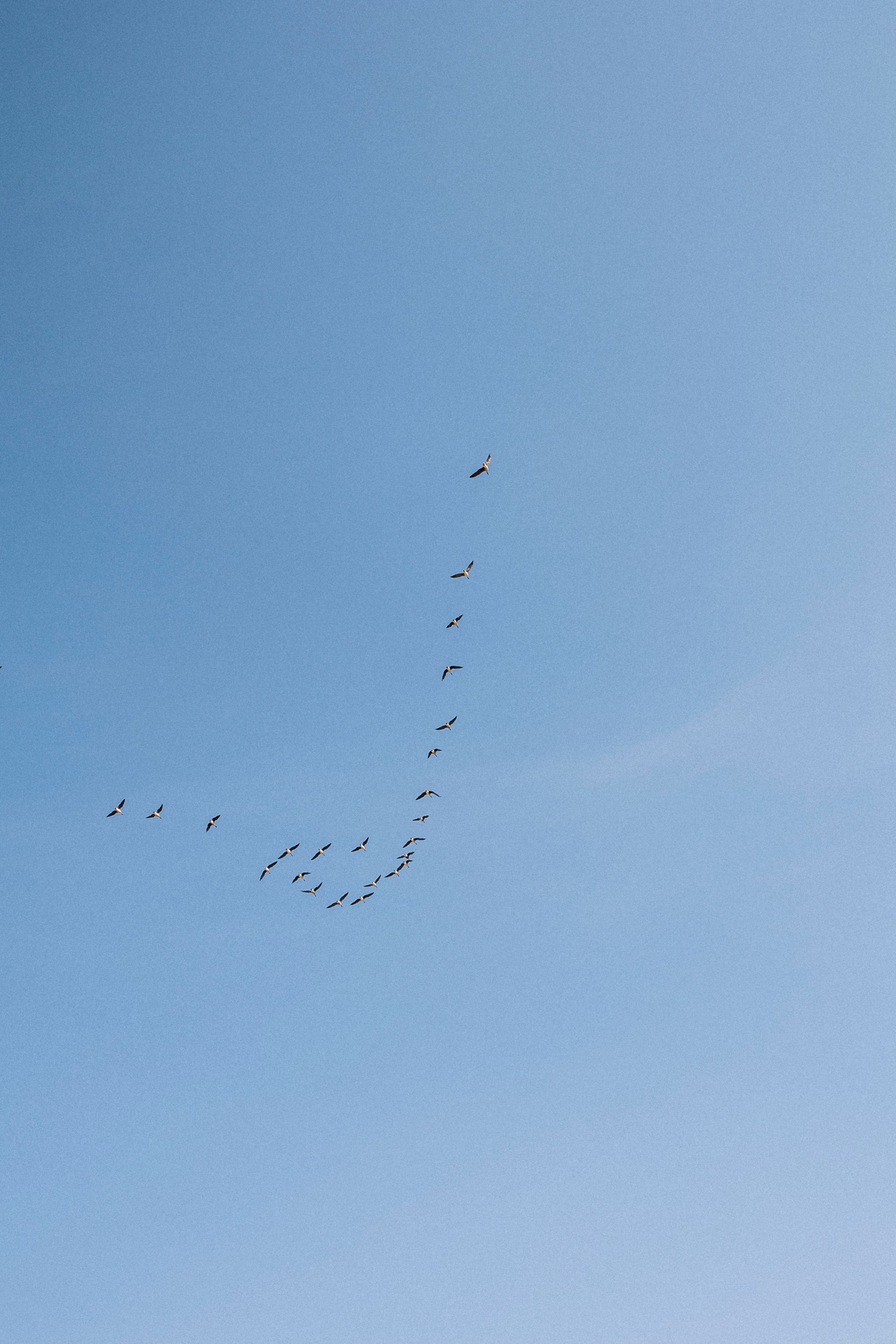 Formation En V Photos, Download The BEST Free Formation En V Stock ...