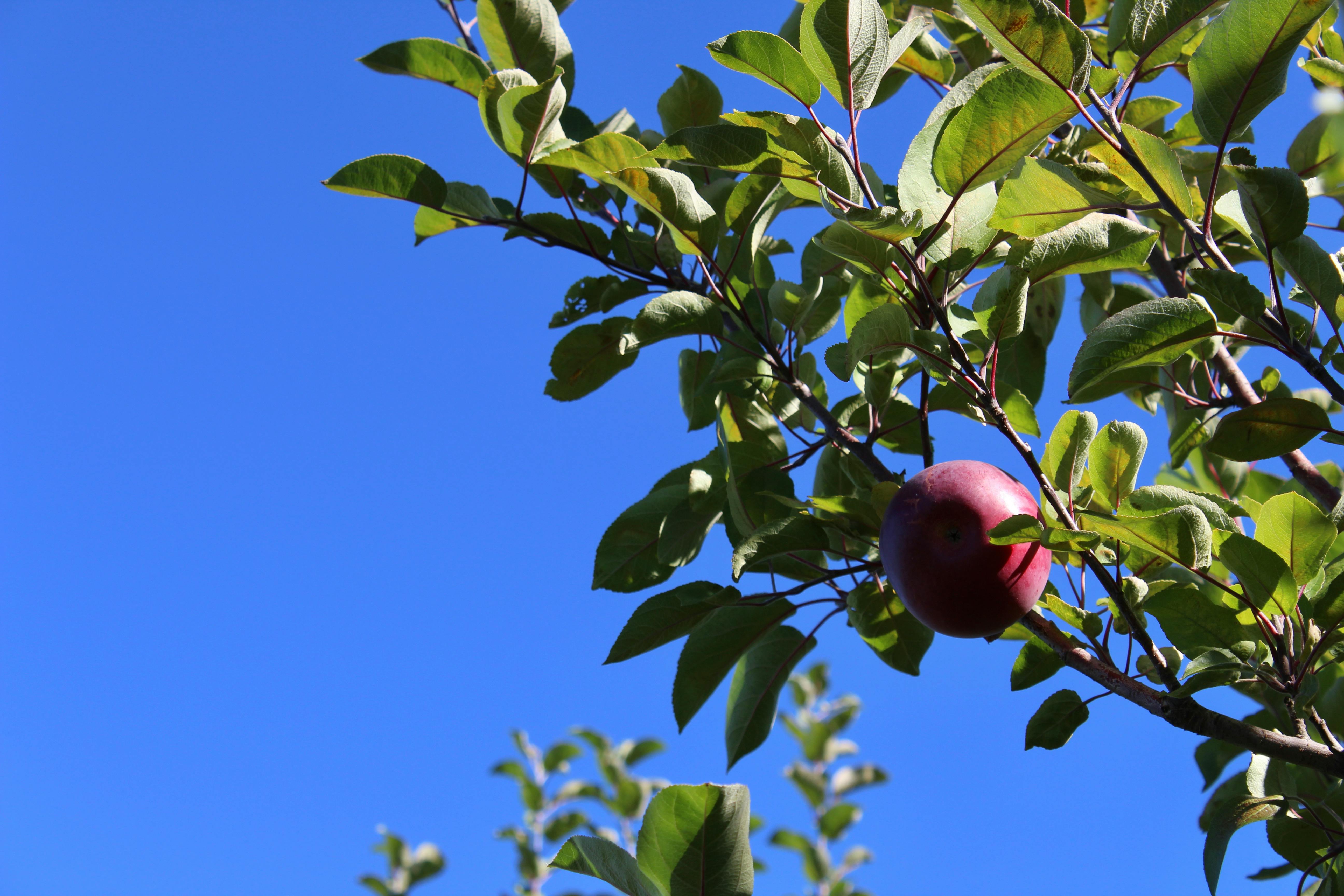 Apple Picking 8 Photos & Videos Collected by Kalei Winfield