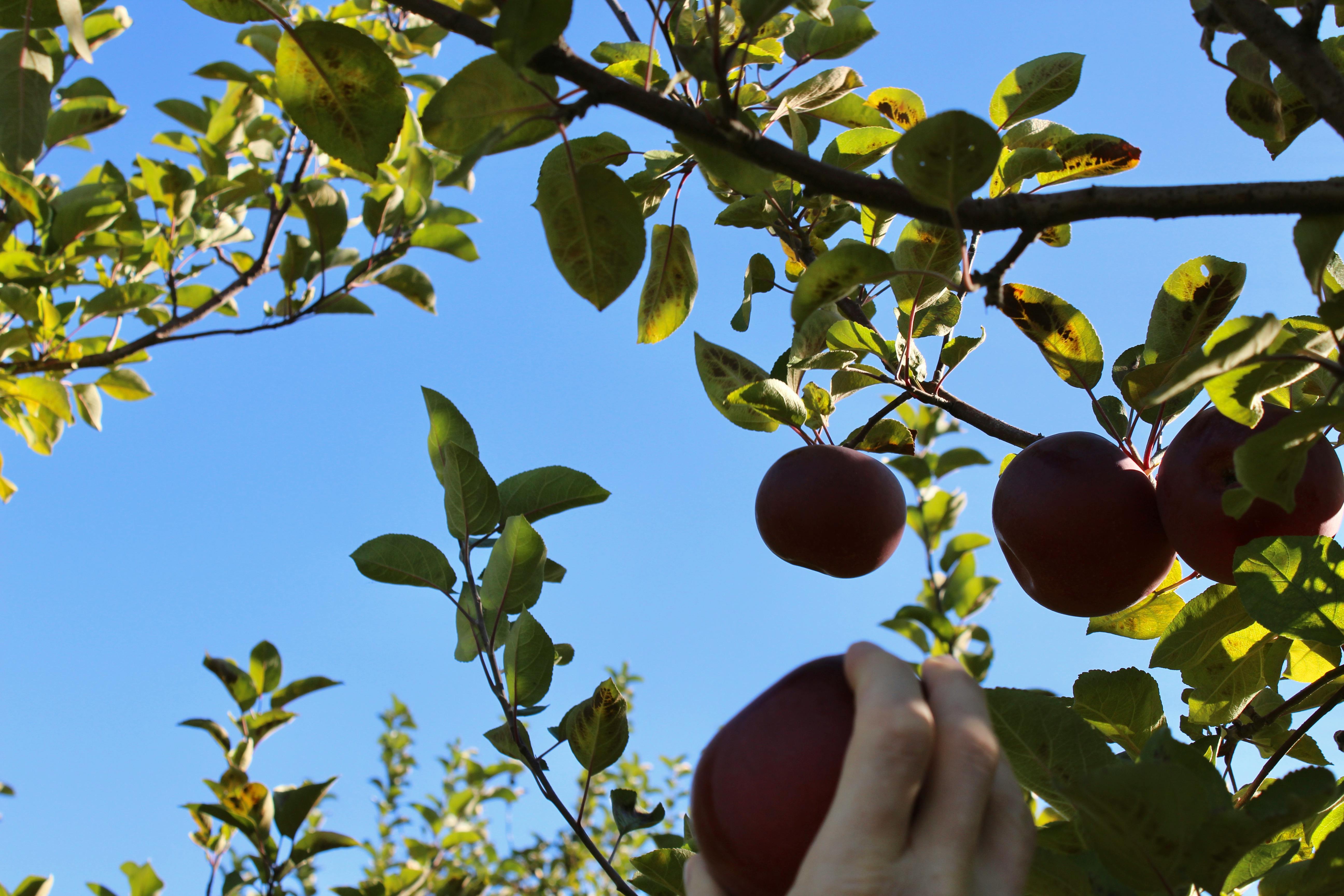 Apple Picking 8 Photos & Videos Collected by Kalei Winfield