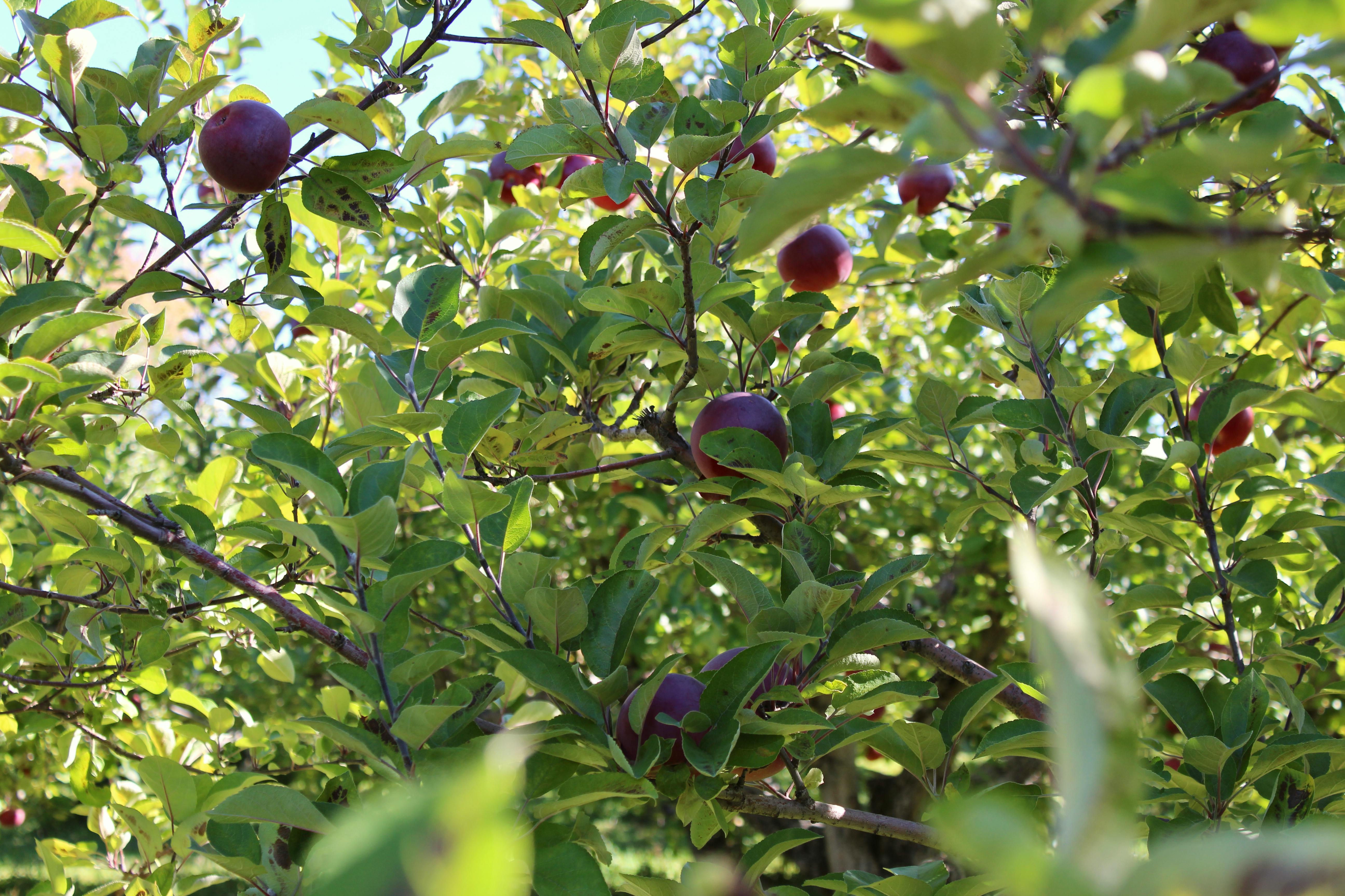 Apple Picking 8 Photos & Videos Collected by Kalei Winfield
