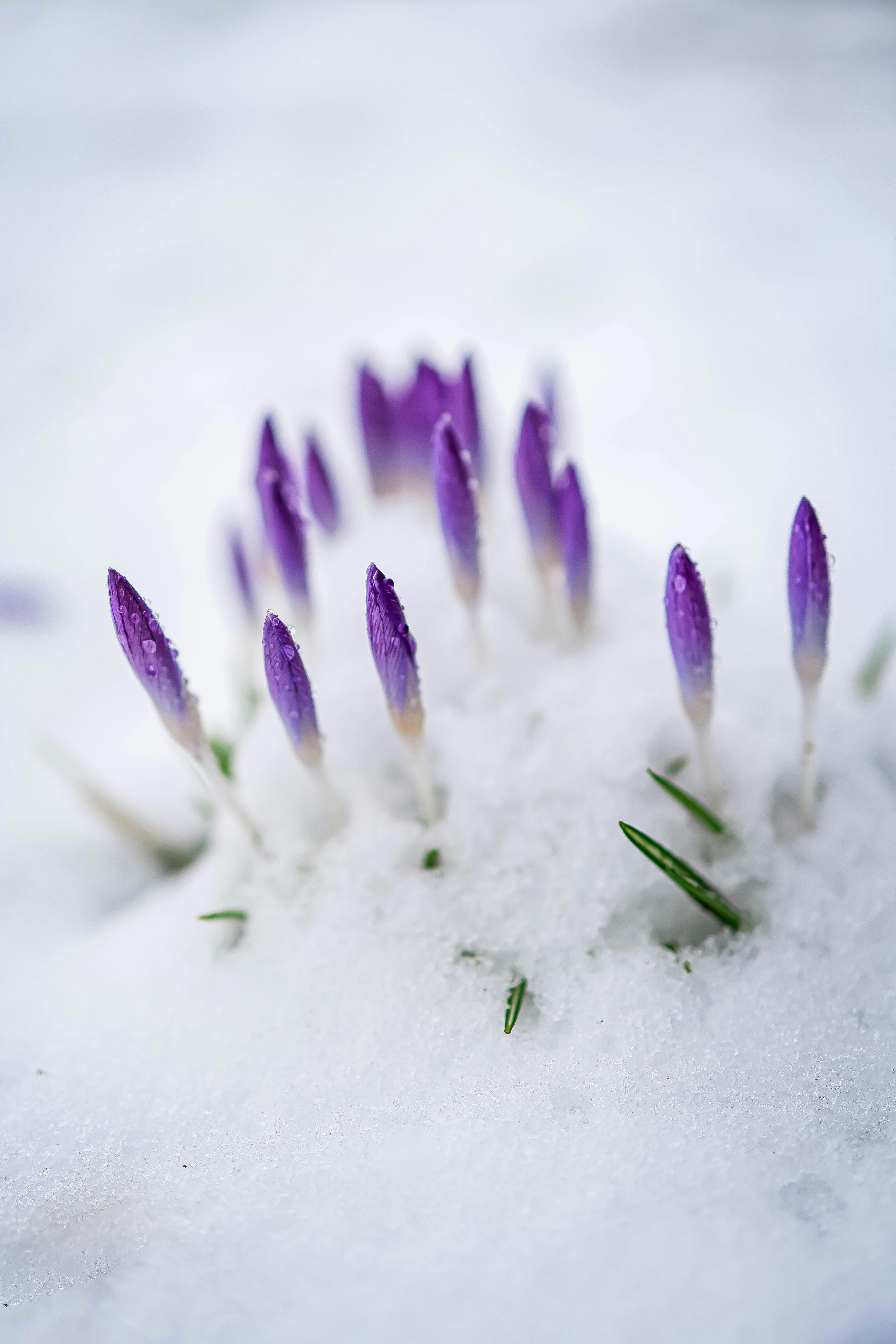 Crocuses Growing Through the Snow · Free Stock Photo