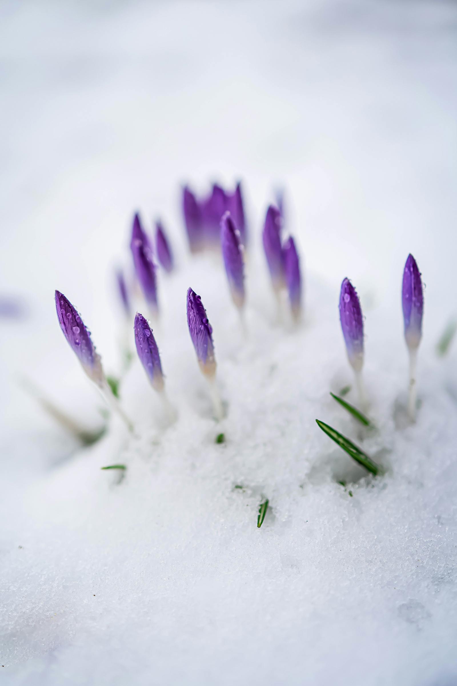 Crocus In The Snow Images Photos, Download The BEST Free Crocus In The ...