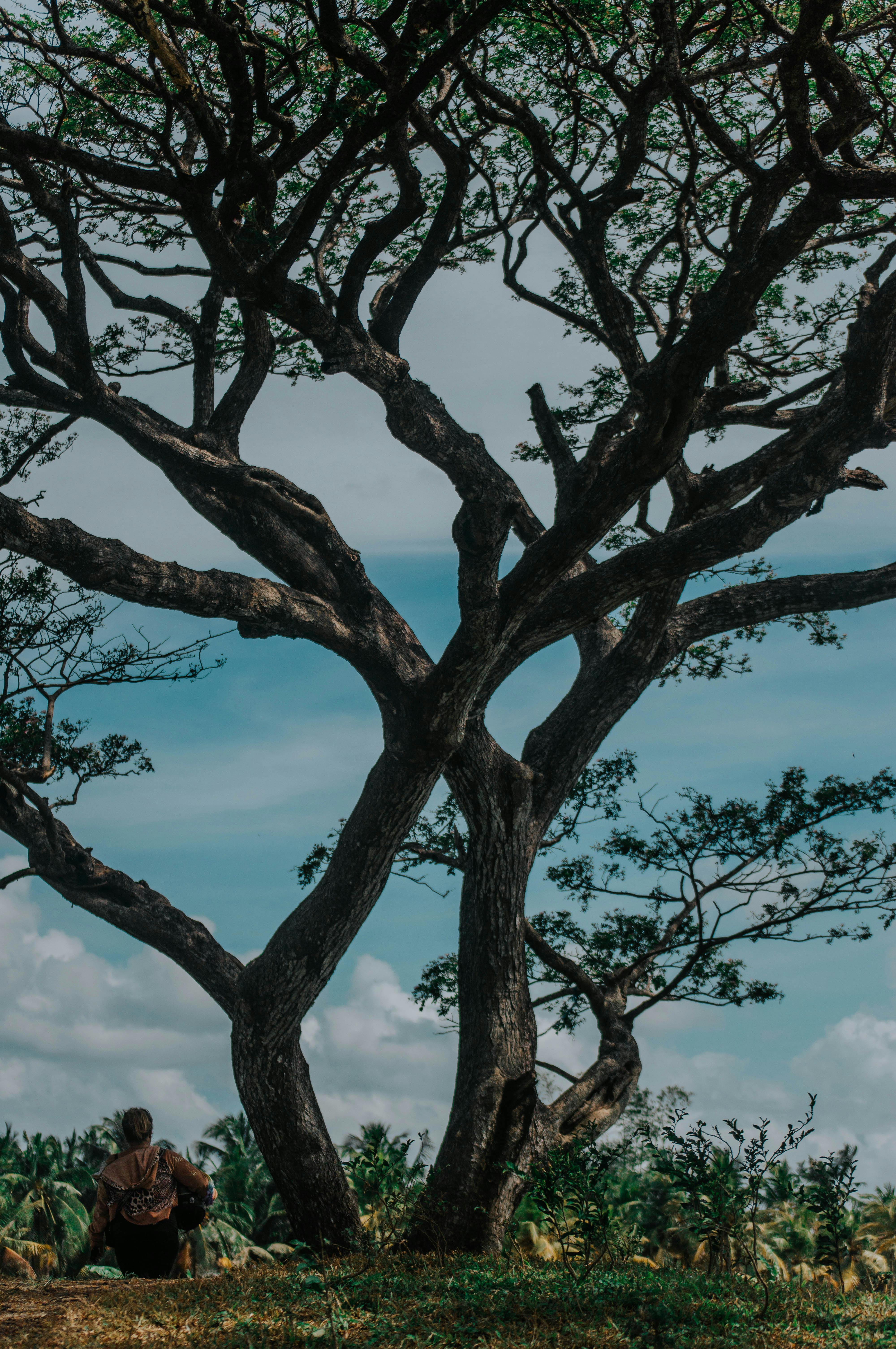 Tree Giving Shade to a Woman Sitting Under It · Free Stock Photo