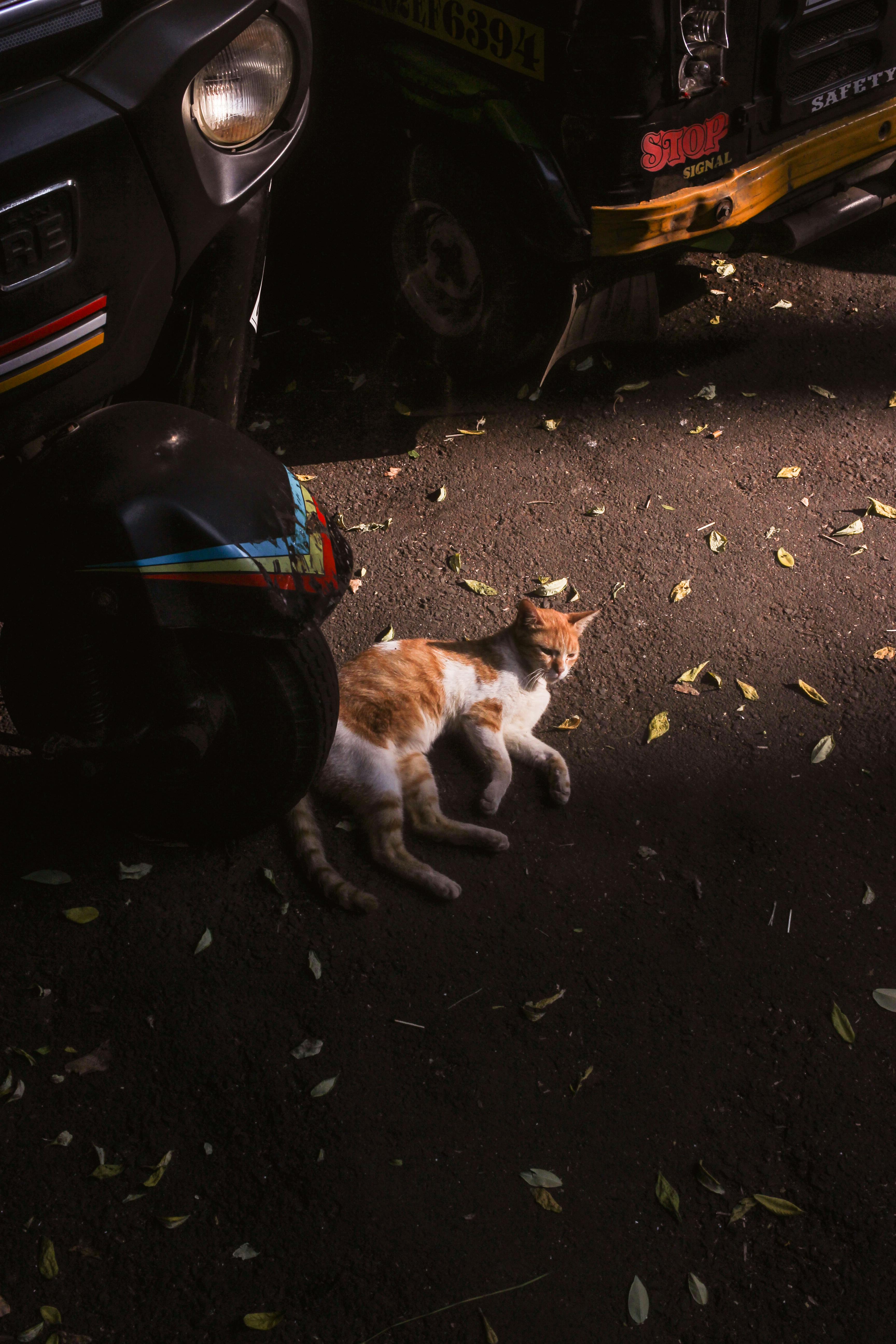 Cat S Cars Photos, Download The BEST Free Cat S Cars Stock Photos & HD ...