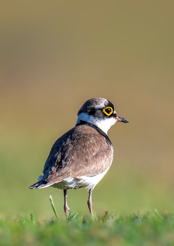 Plover Photos, Download The BEST Free Plover Stock Photos & HD Images