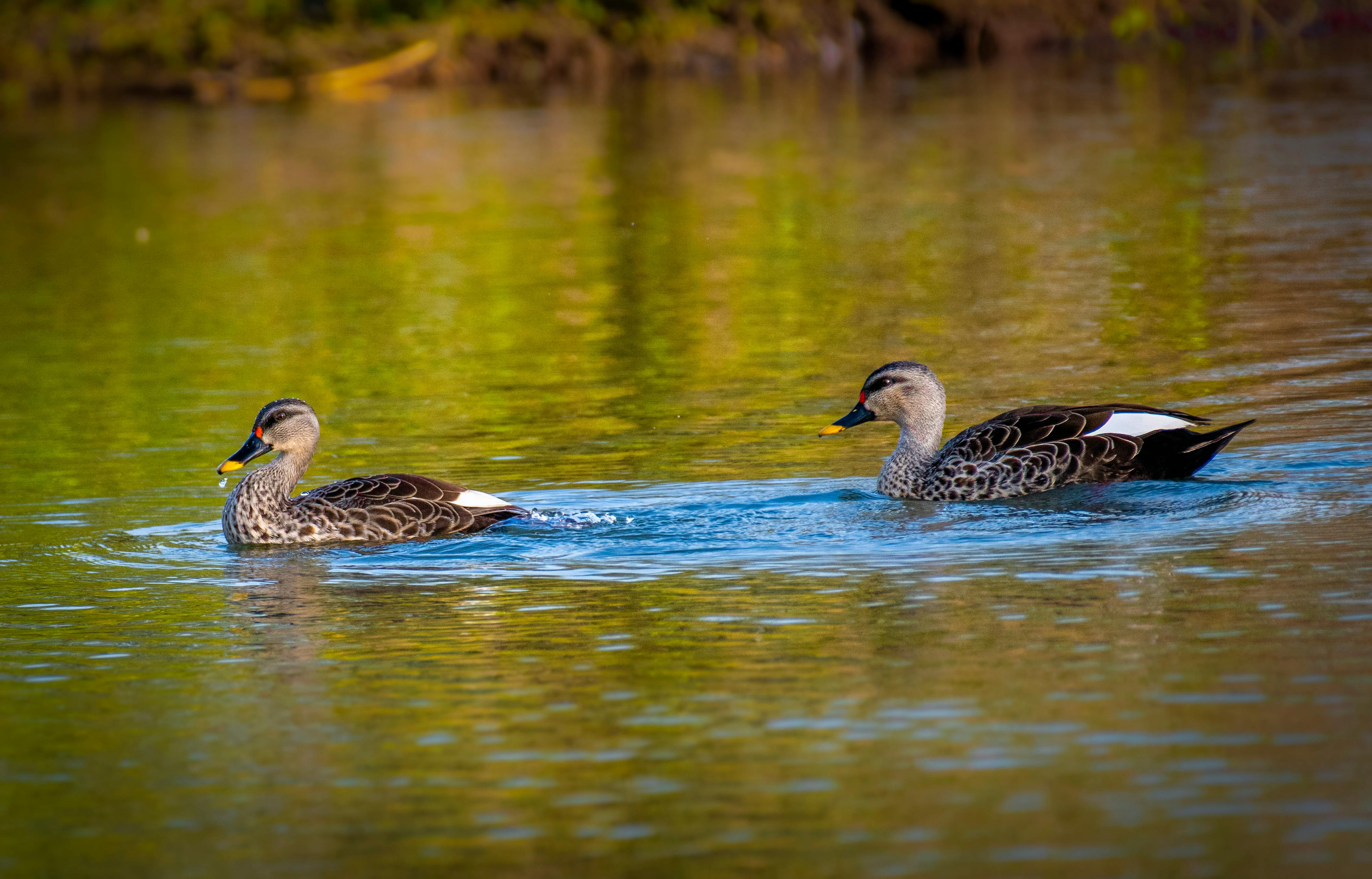 Ducks on Lake · Free Stock Photo