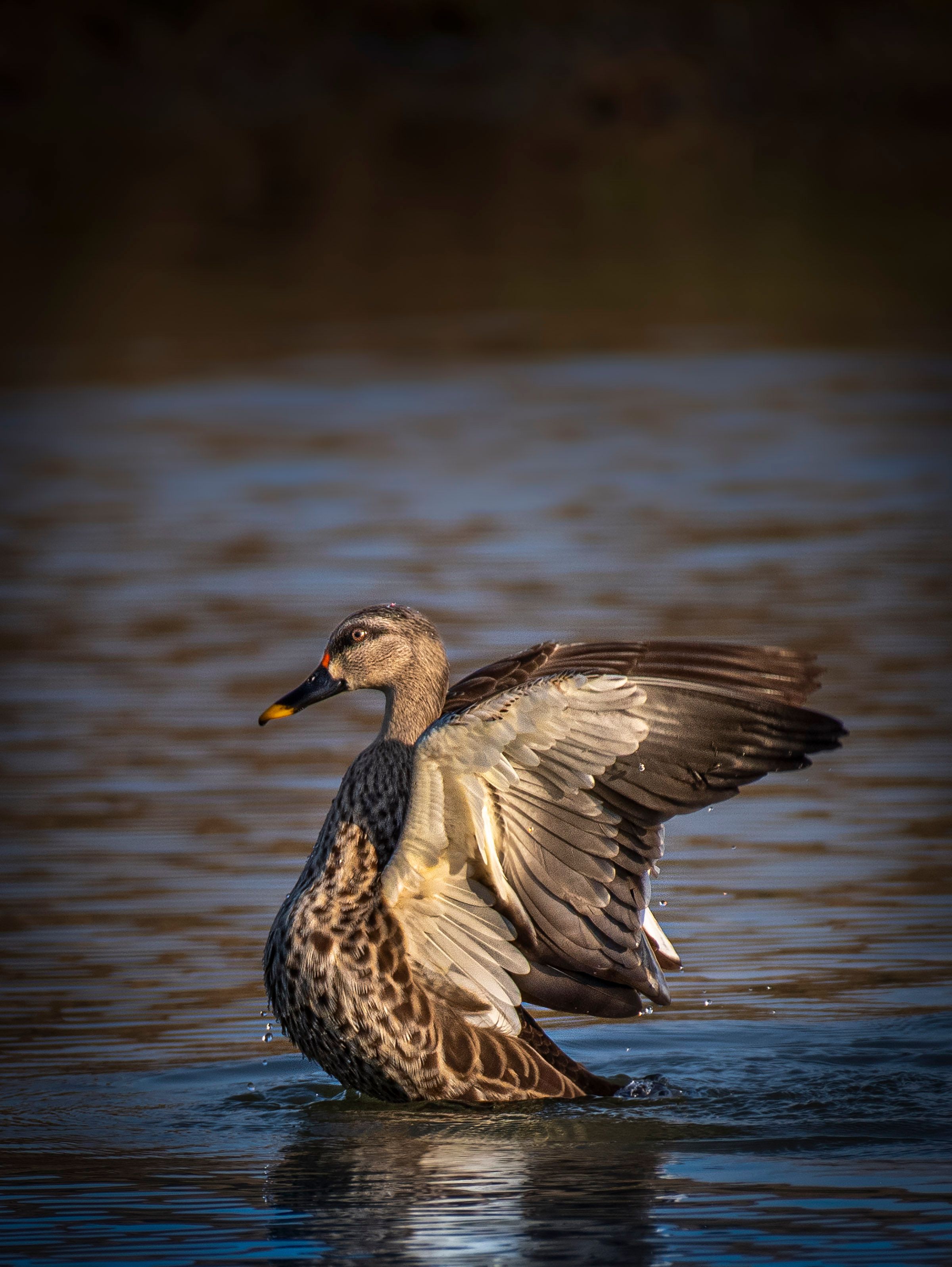 Close-up of an Indian Spot-Billed Duck in the Water · Free Stock Photo