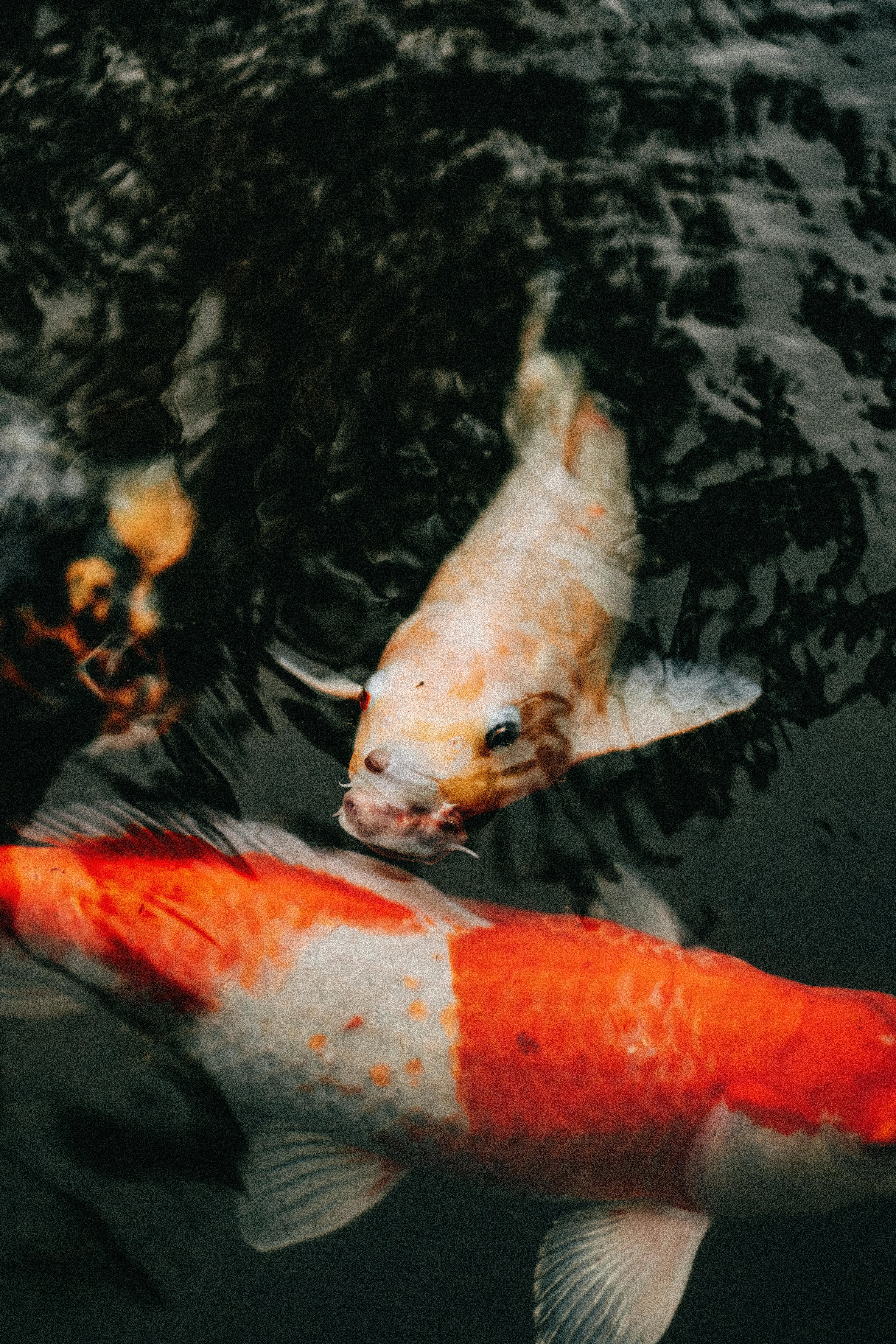 Red Koi Fish Swimming in Pond · Free Stock Photo