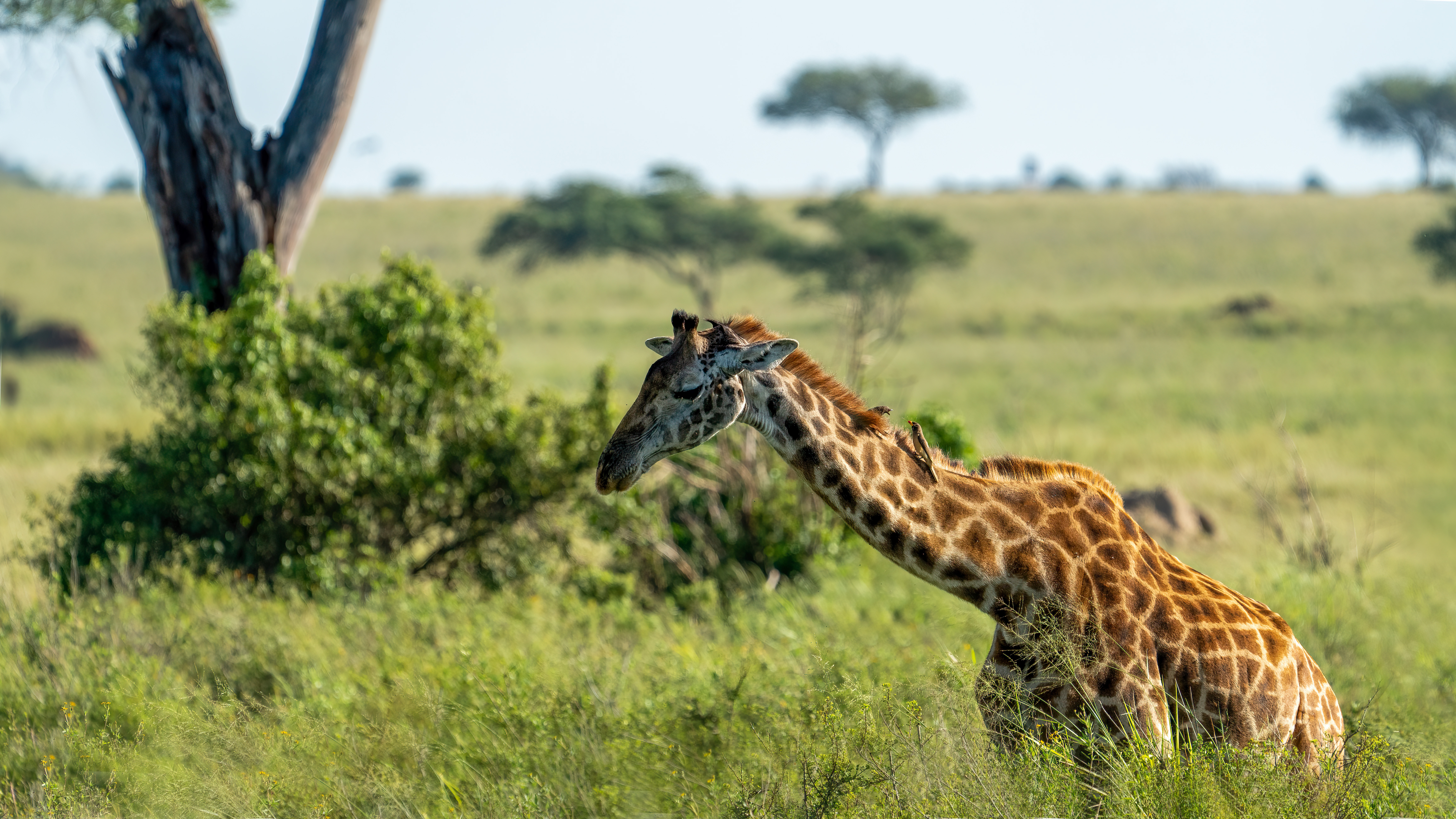 Giraffe on Grassland · Free Stock Photo