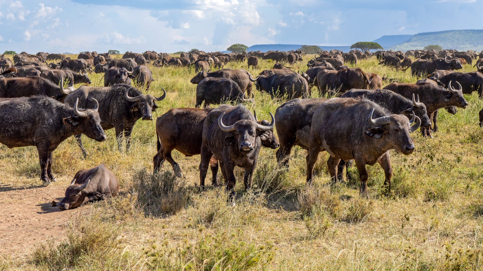 African Buffalo Photos, Download The BEST Free African Buffalo Stock ...