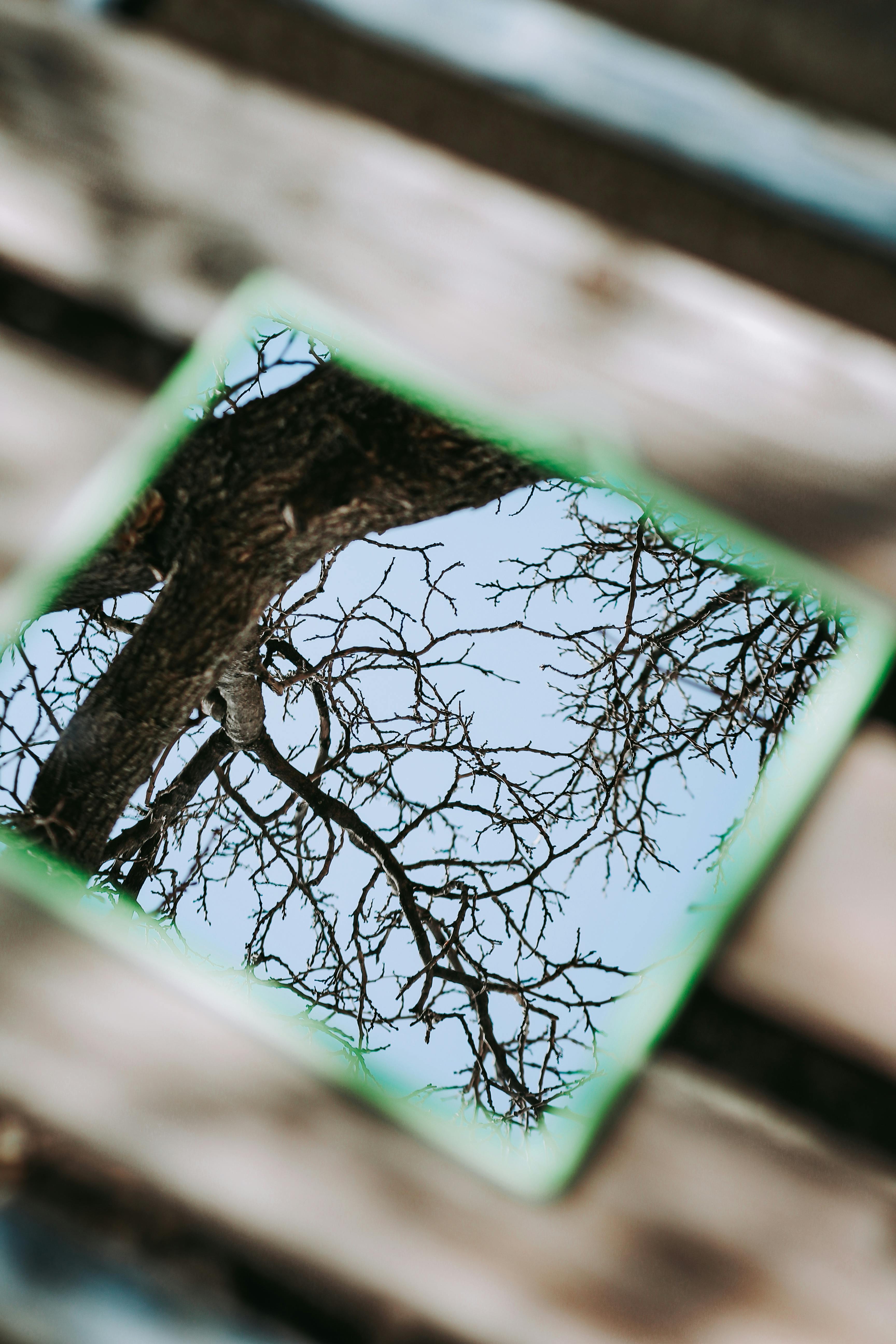 Reflection of Bare Tree in Mirror on Wooden Bench · Free Stock Photo