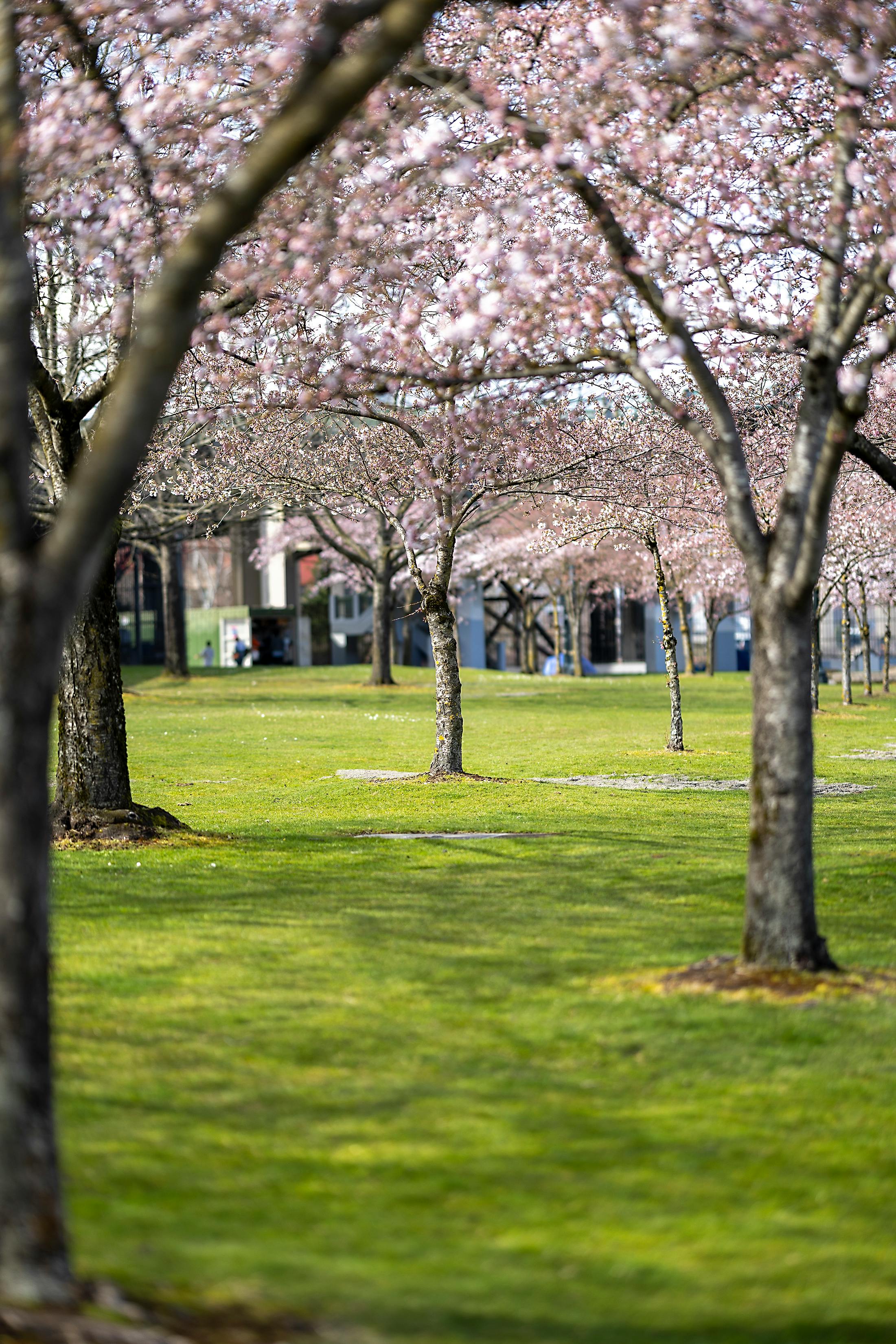 Cherry Blossoms in a Park · Free Stock Photo