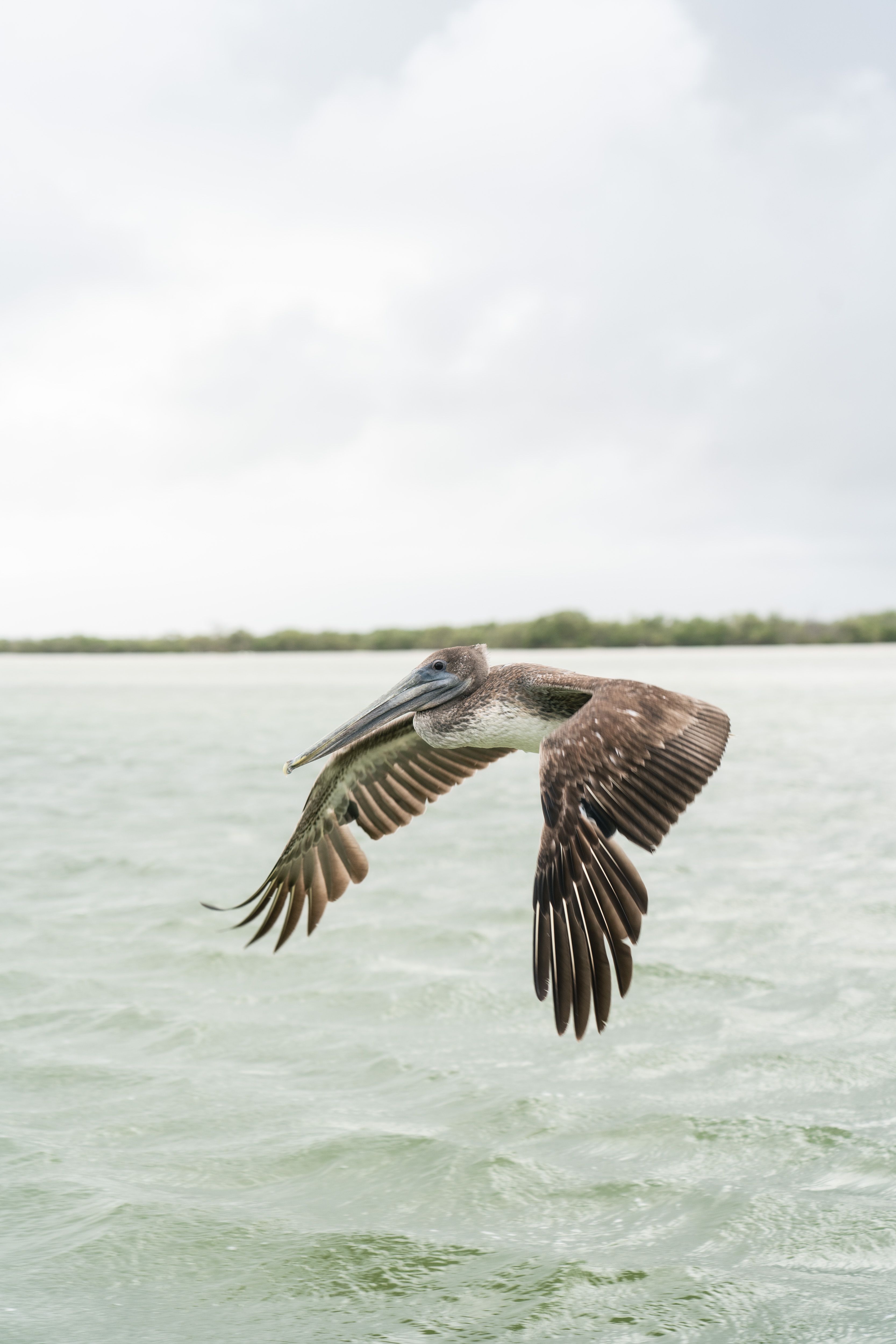 Pelican Flying Photos, Download The BEST Free Pelican Flying Stock ...