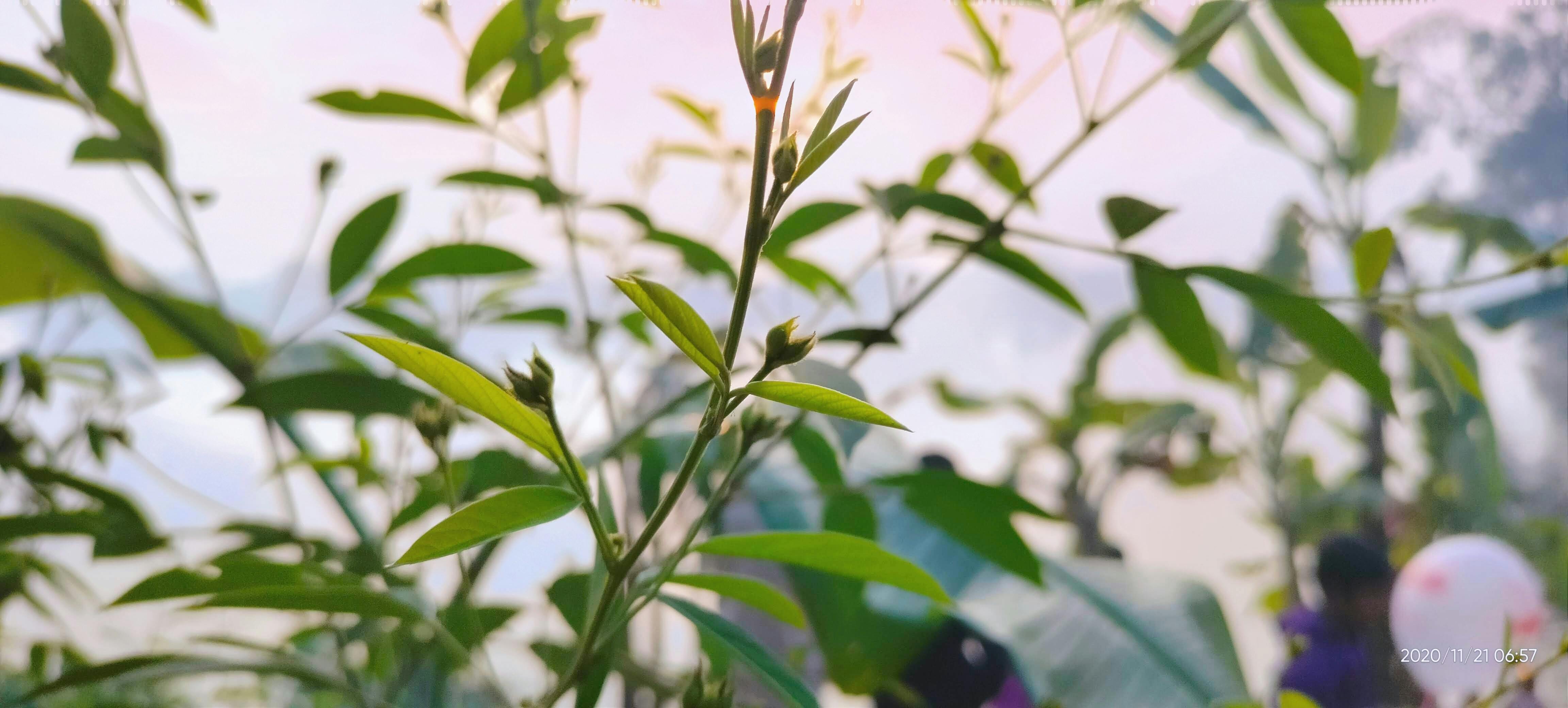 Aditya Rai - Photographie