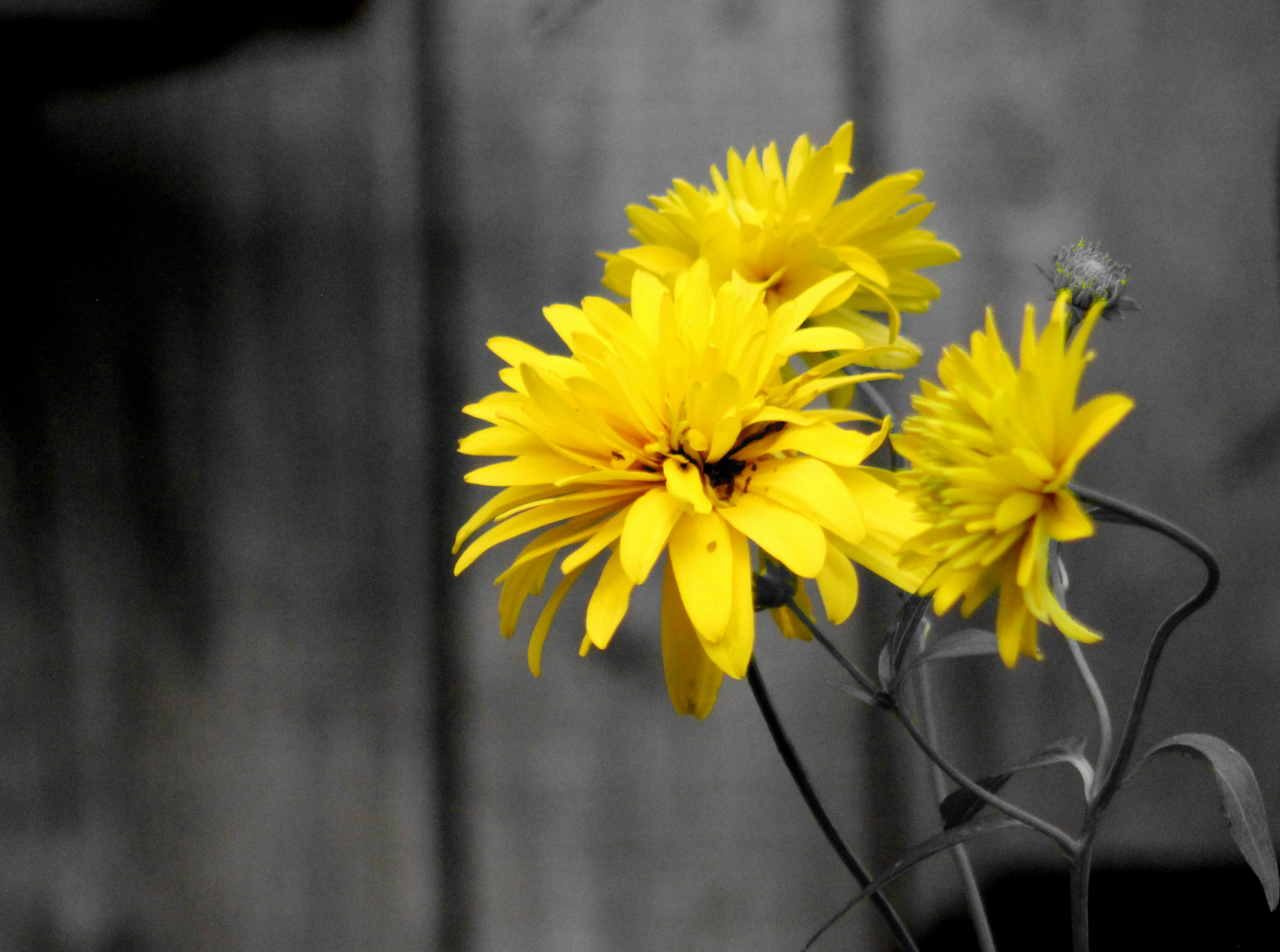 Bud Jenkins - Fotografía