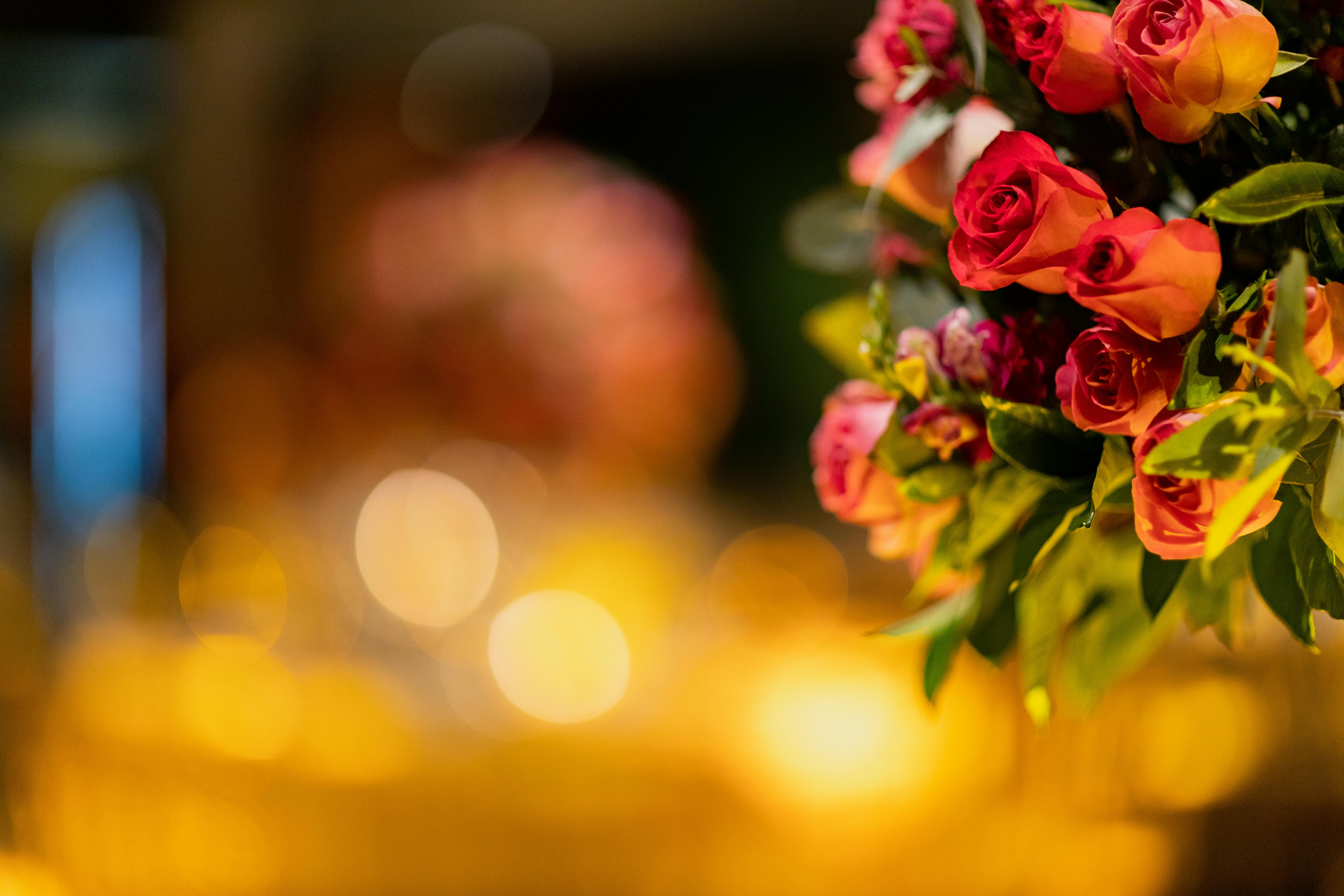 Roses 300 Dpi Photos, Download The BEST Free Roses 300 Dpi Stock Photos ...