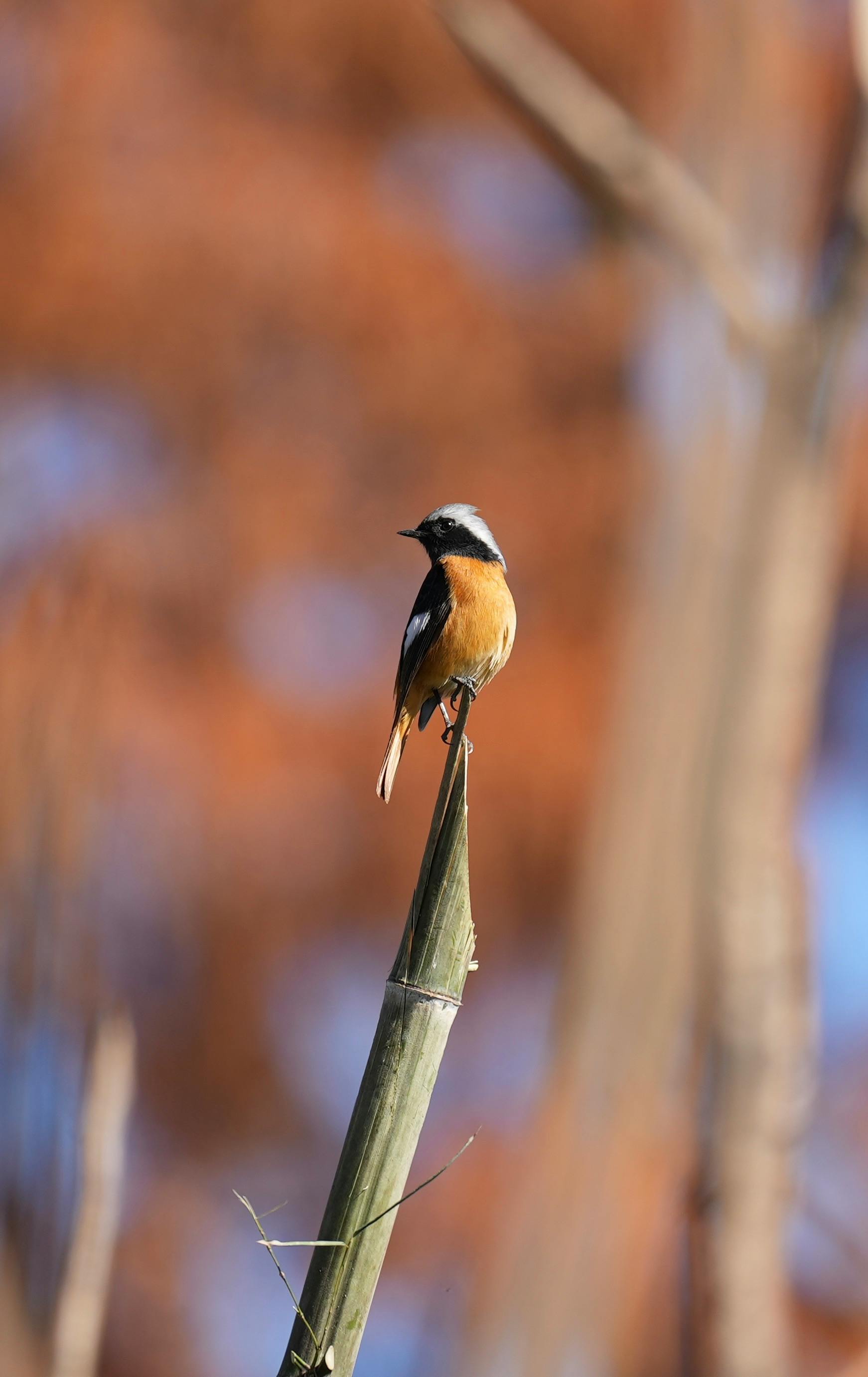 Robin on Stick · Free Stock Photo