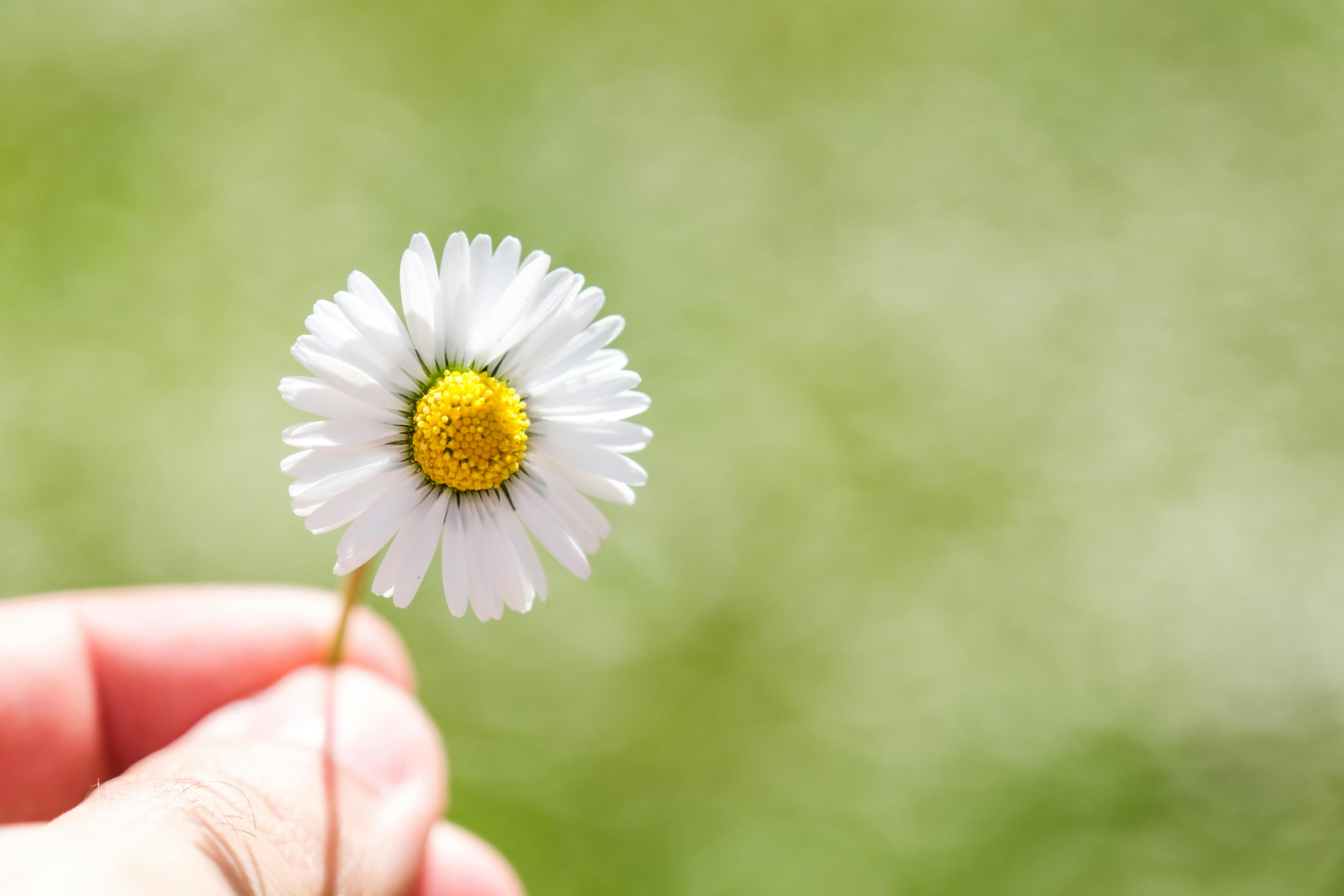 Fingers Holding Daisy Flower · Free Stock Photo