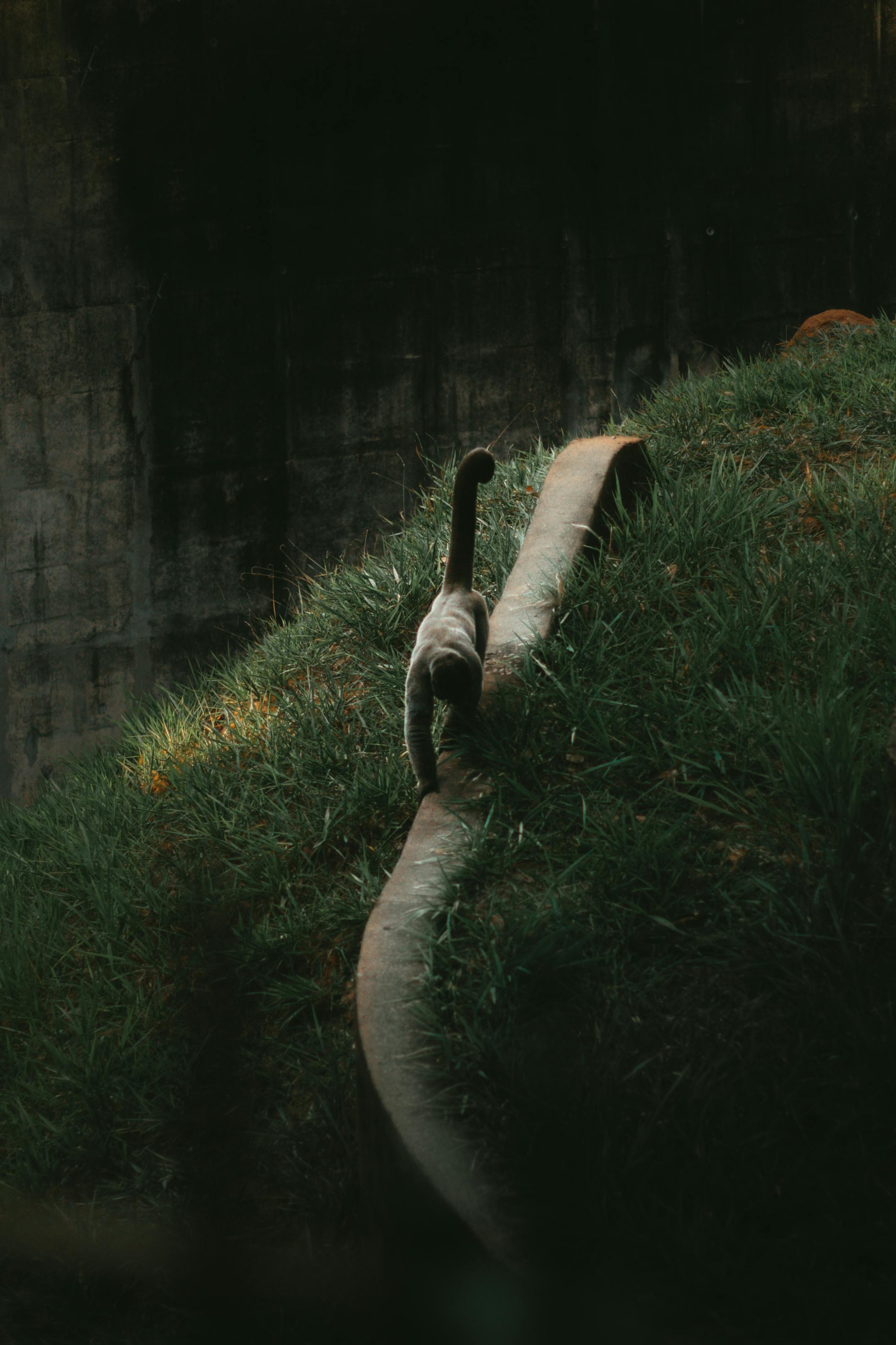 Zoo Path Photos, Download The BEST Free Zoo Path Stock Photos & HD Images