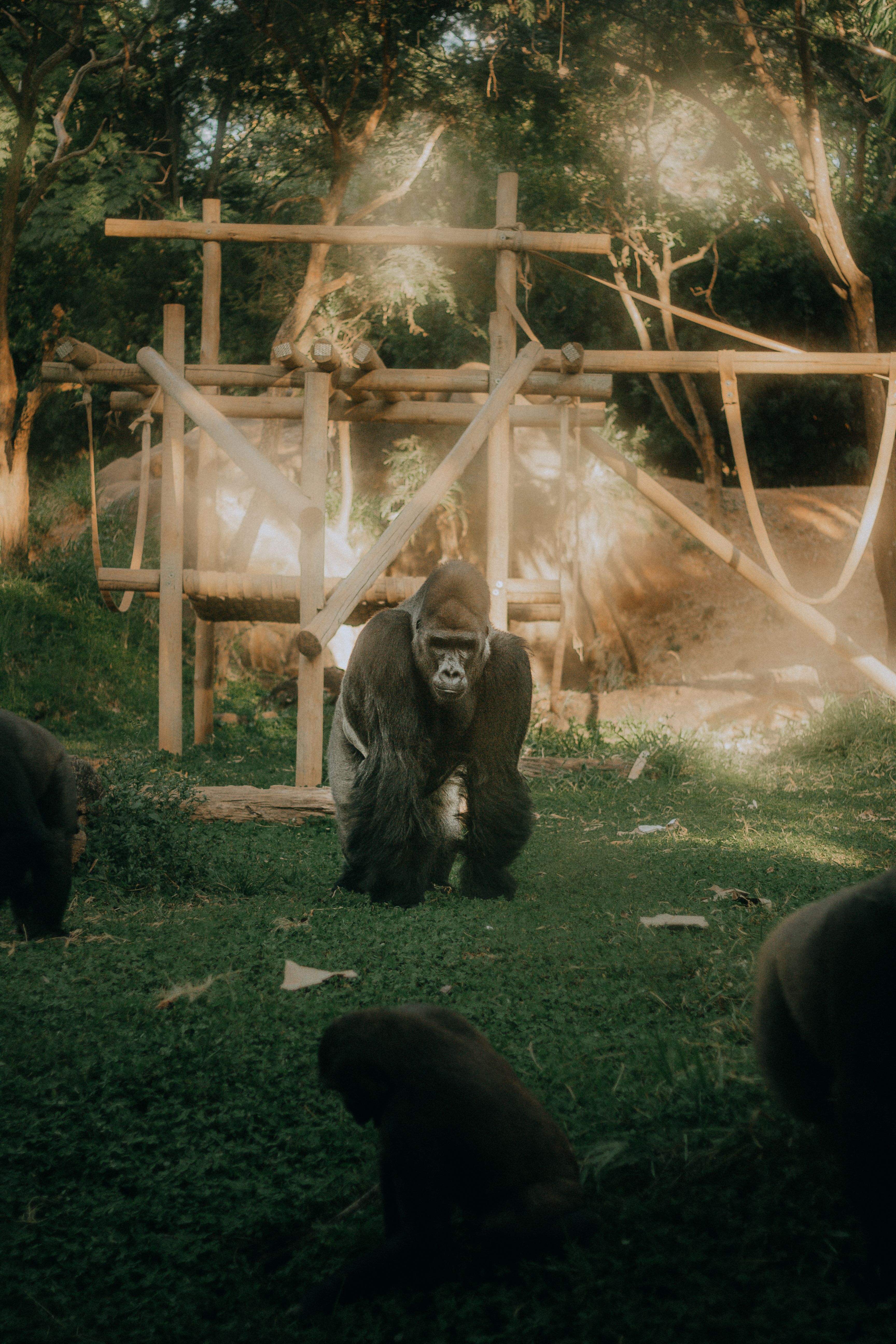 Gorilla near Wood · Free Stock Photo