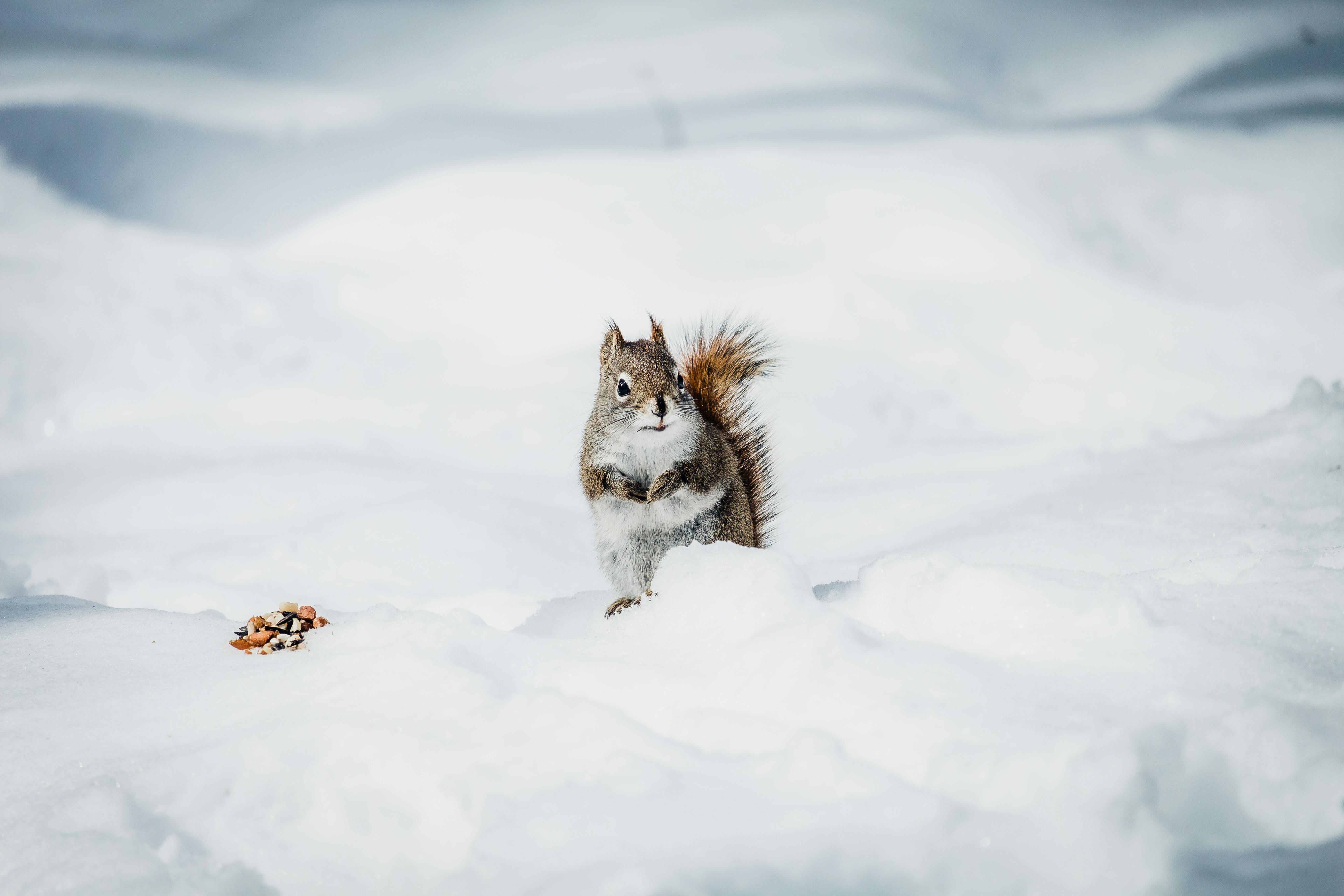 Squirrels In The Snow Photos, Download The BEST Free Squirrels In The ...
