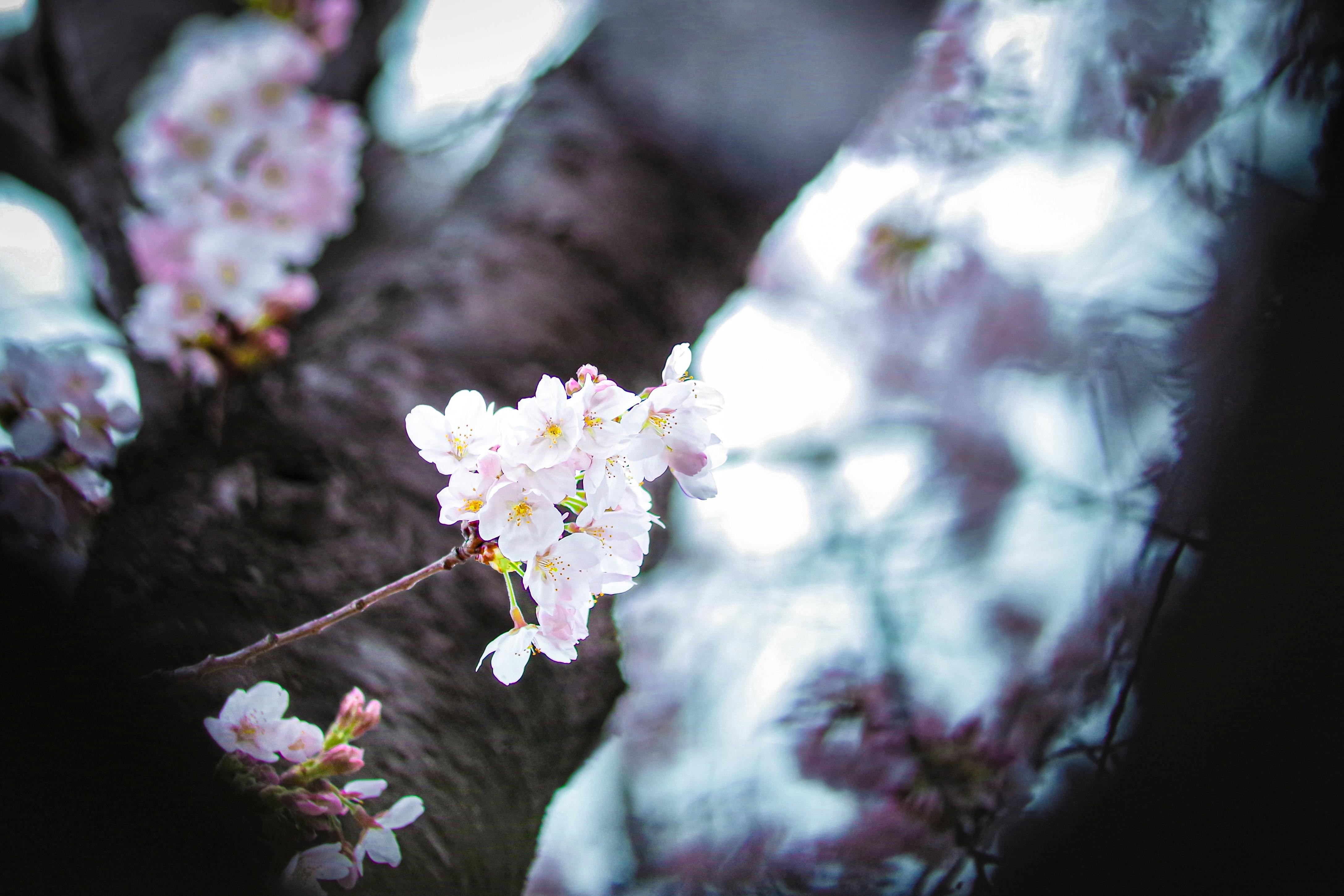 Takuya Sakamoto - 写真