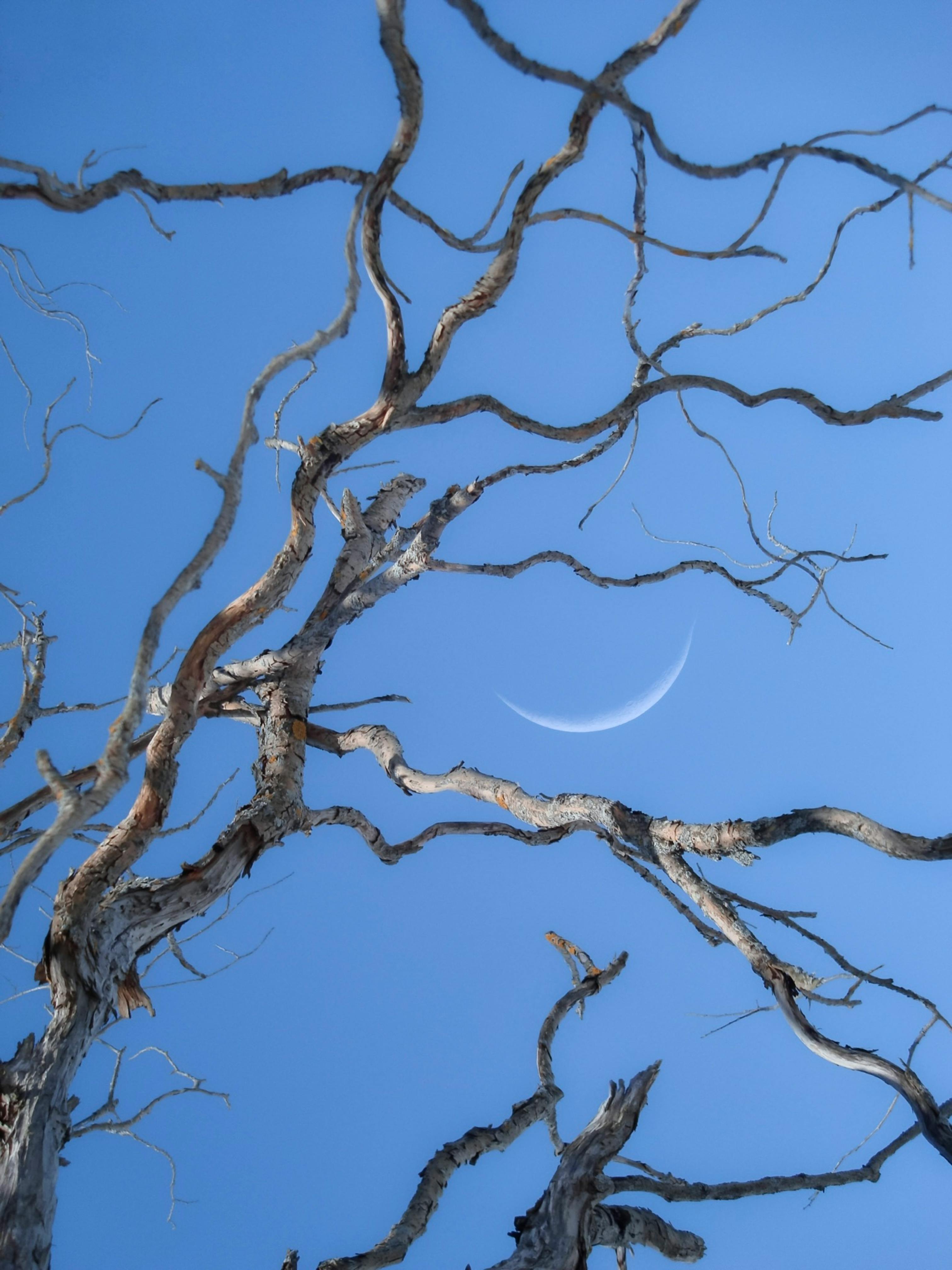 Crescent on Blue Sky behind Withered Tree · Free Stock Photo