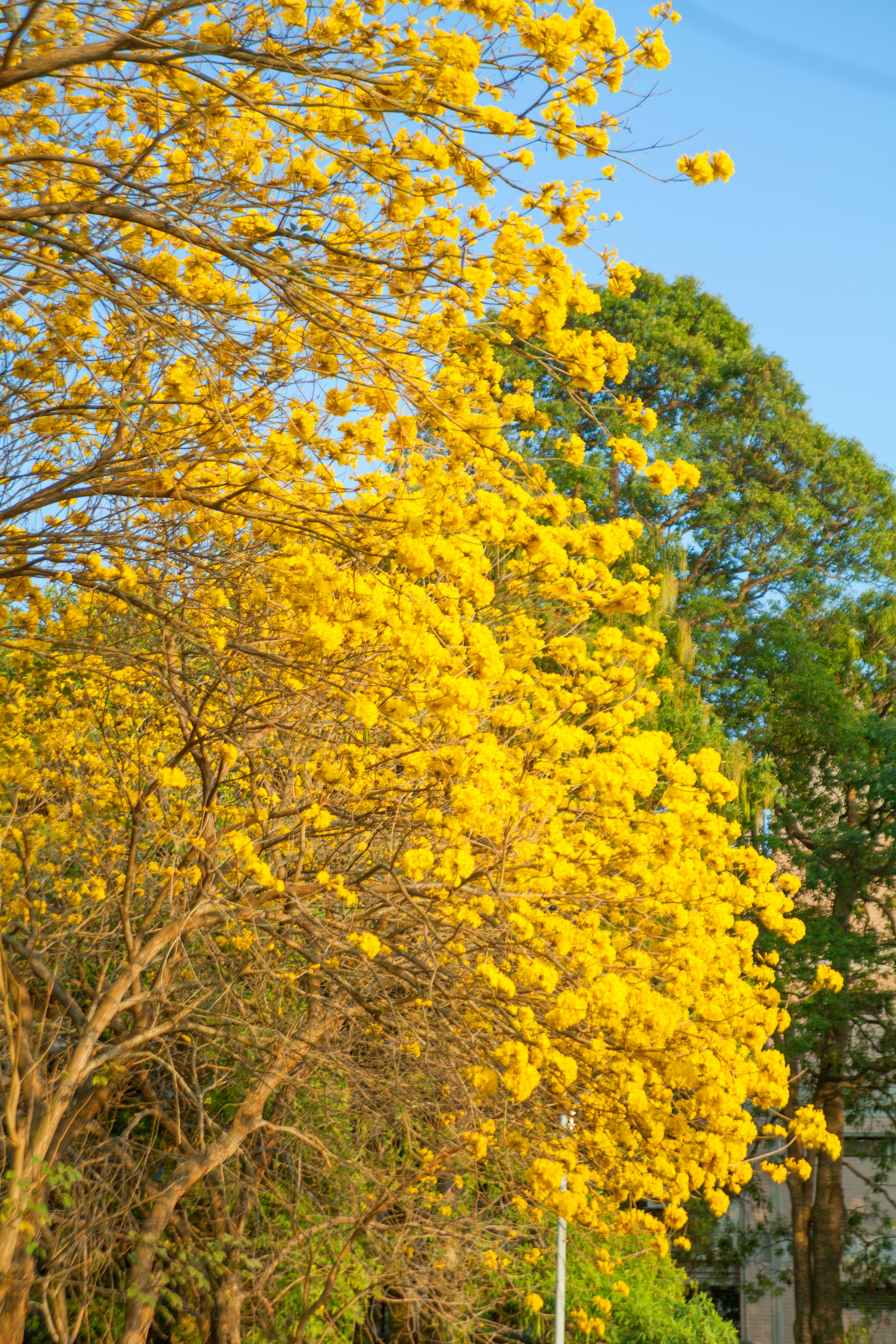 you-quan qiu - 摄影