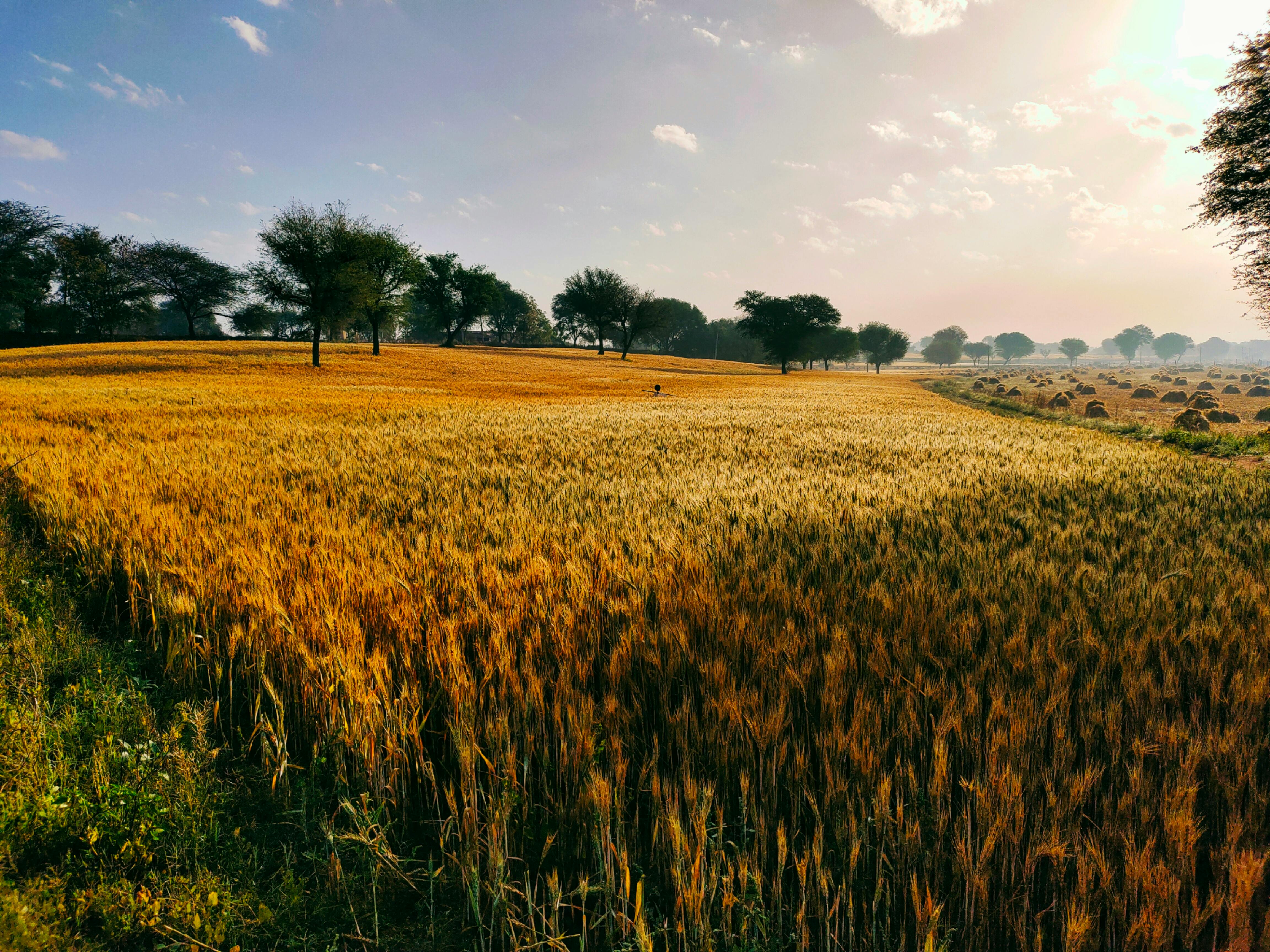 Rural Field of Golden Blades of Wheat · Free Stock Photo