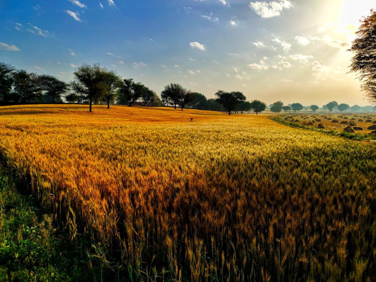 Golden Crops Photos, Download The BEST Free Golden Crops Stock Photos ...