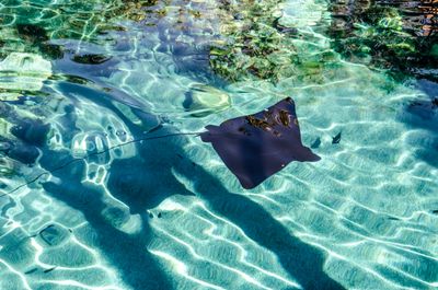 Stingray Photos, Download The BEST Free Stingray Stock Photos & HD Images