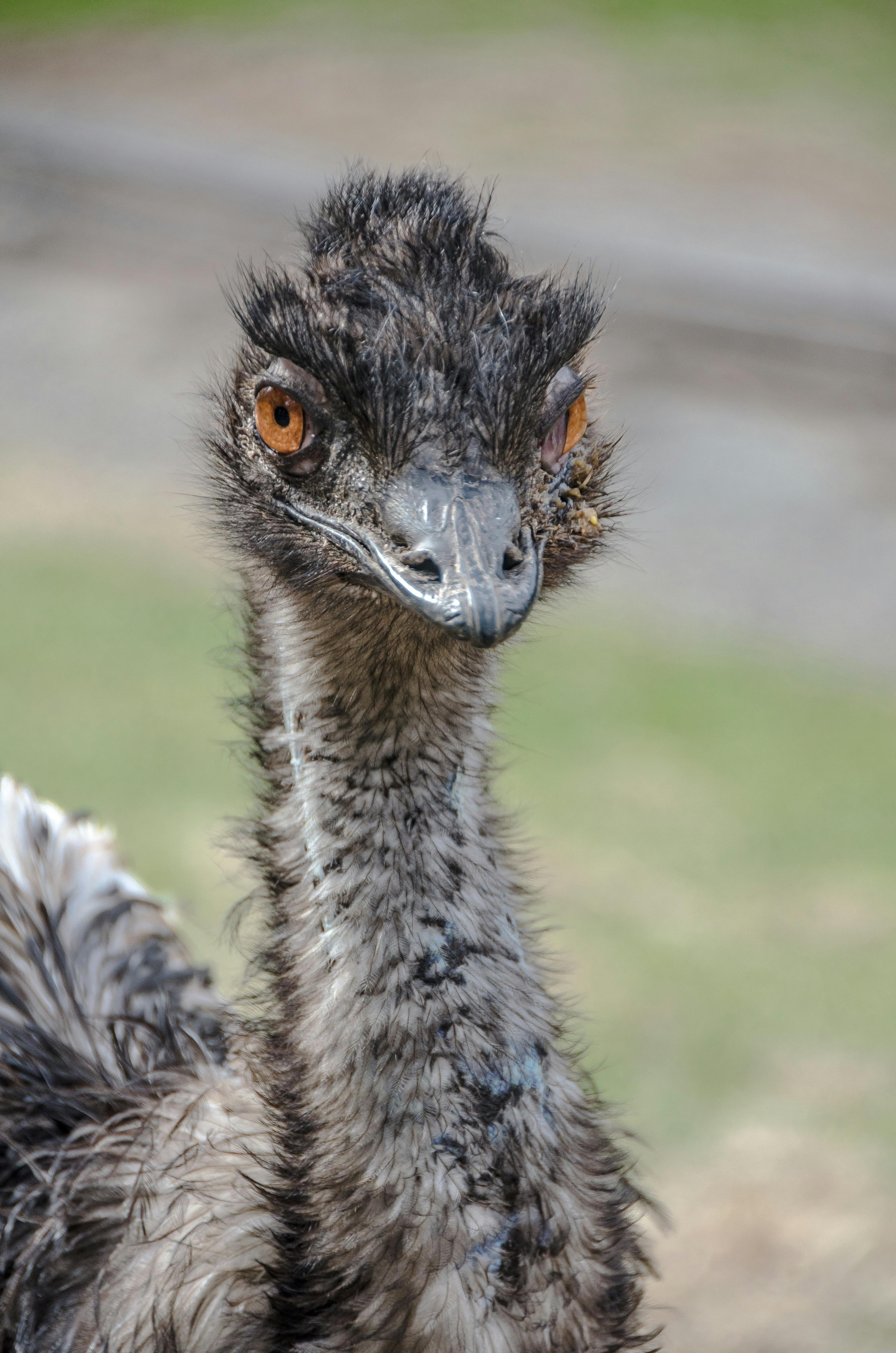 Close-up of a Head of an Emu · Free Stock Photo