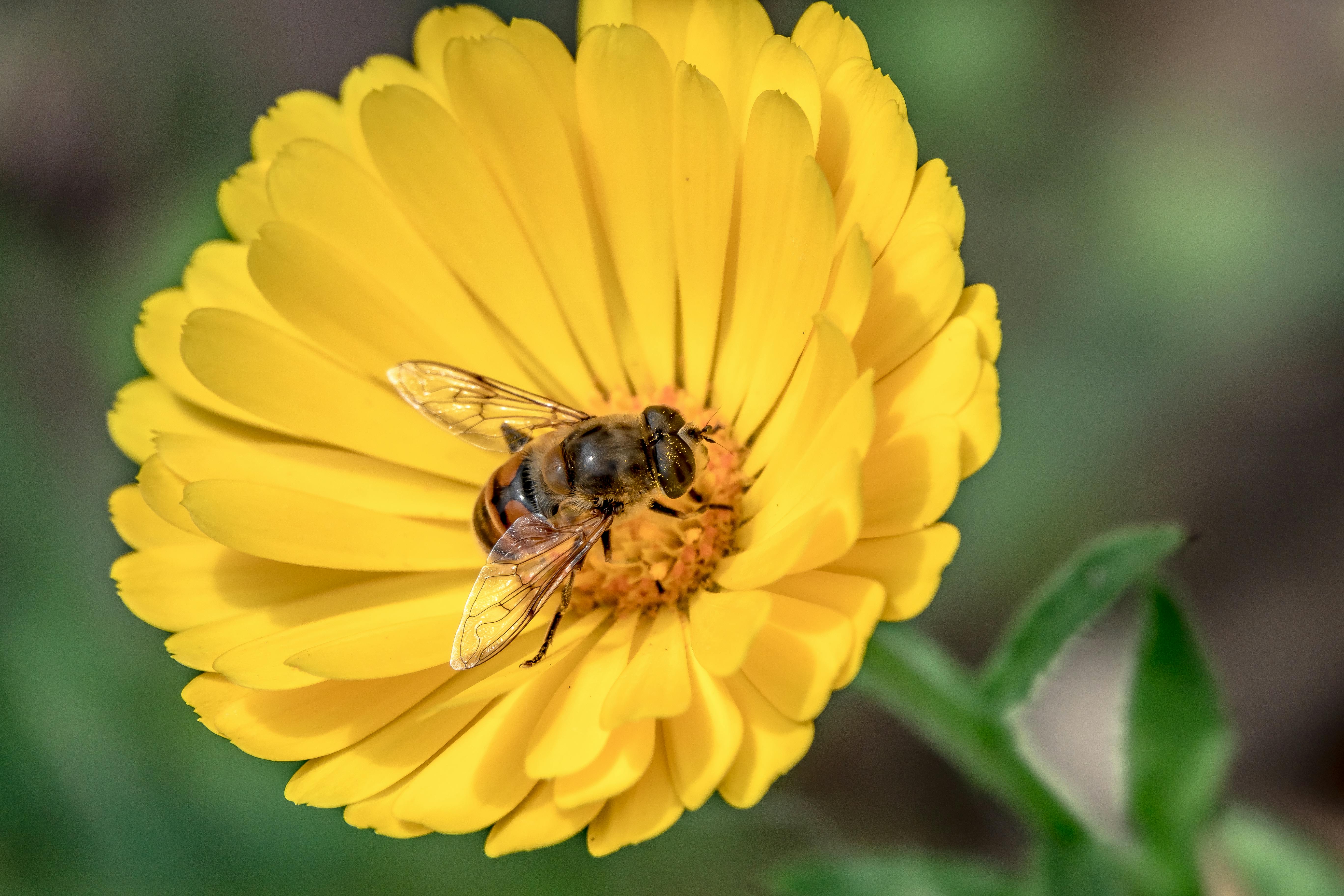 Flower Spread Photos, Download The BEST Free Flower Spread Stock Photos ...