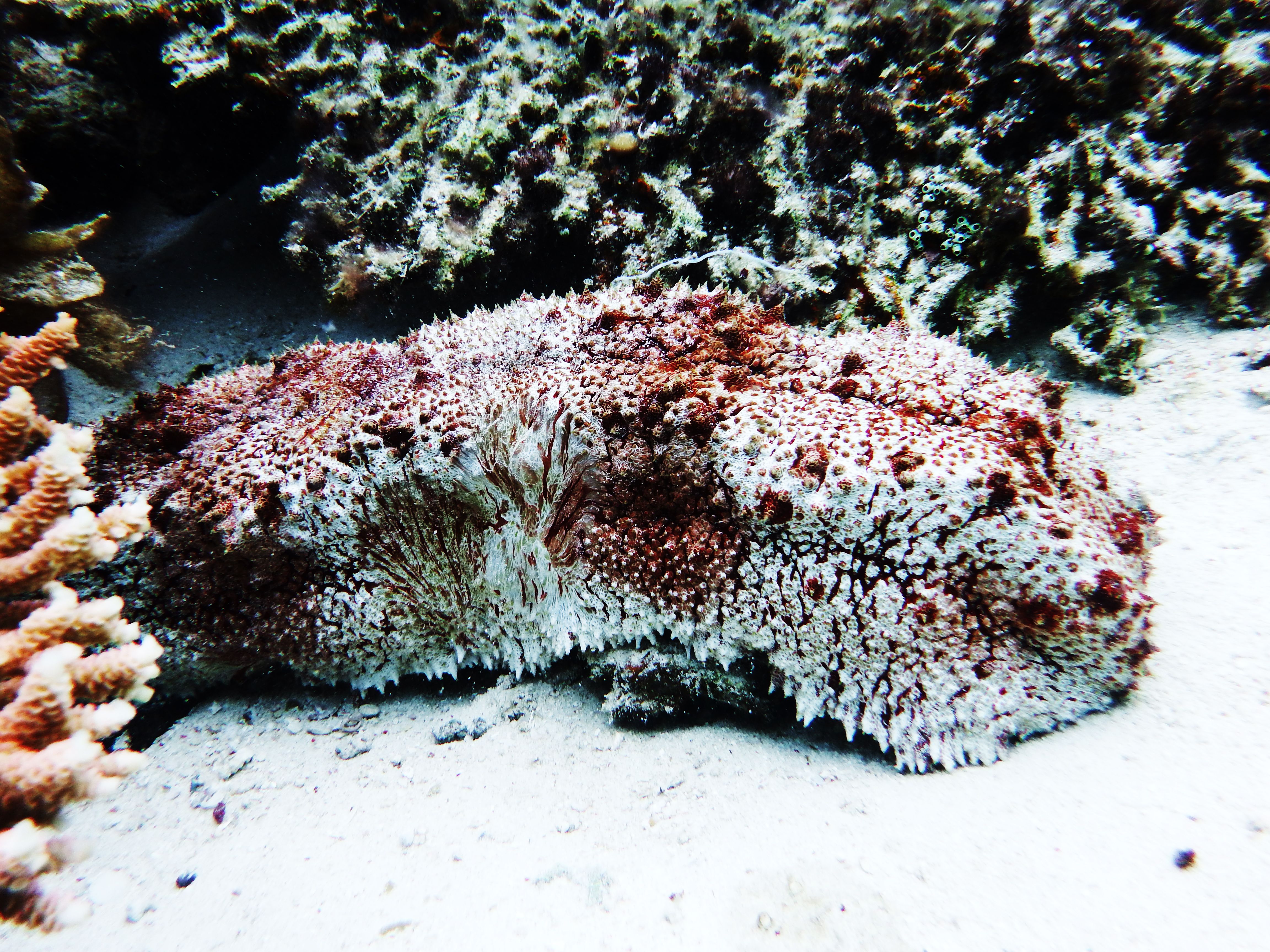 Close-up of a Sea Animal · Free Stock Photo