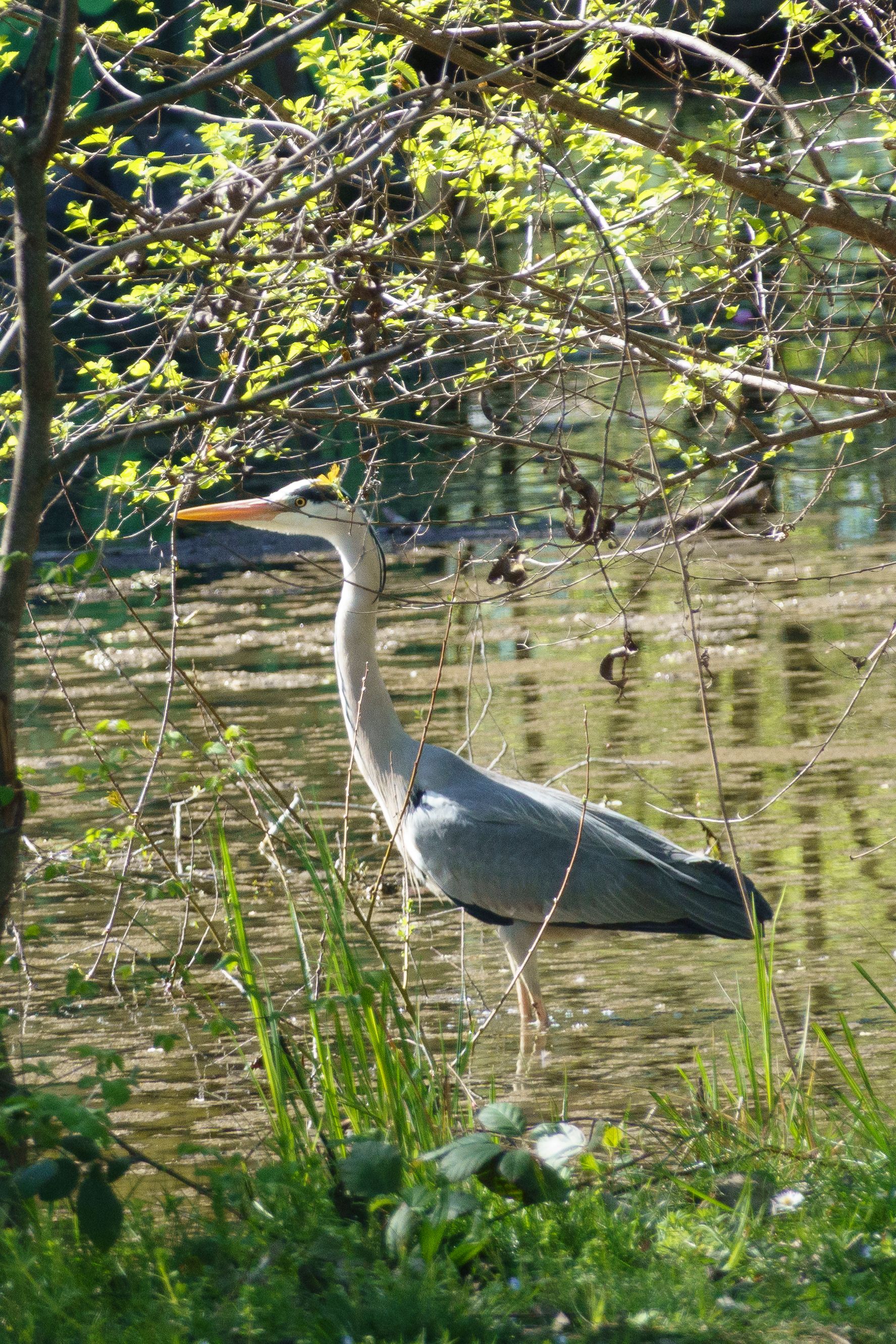 Close-up of a Heron Wading in the Water · Free Stock Photo