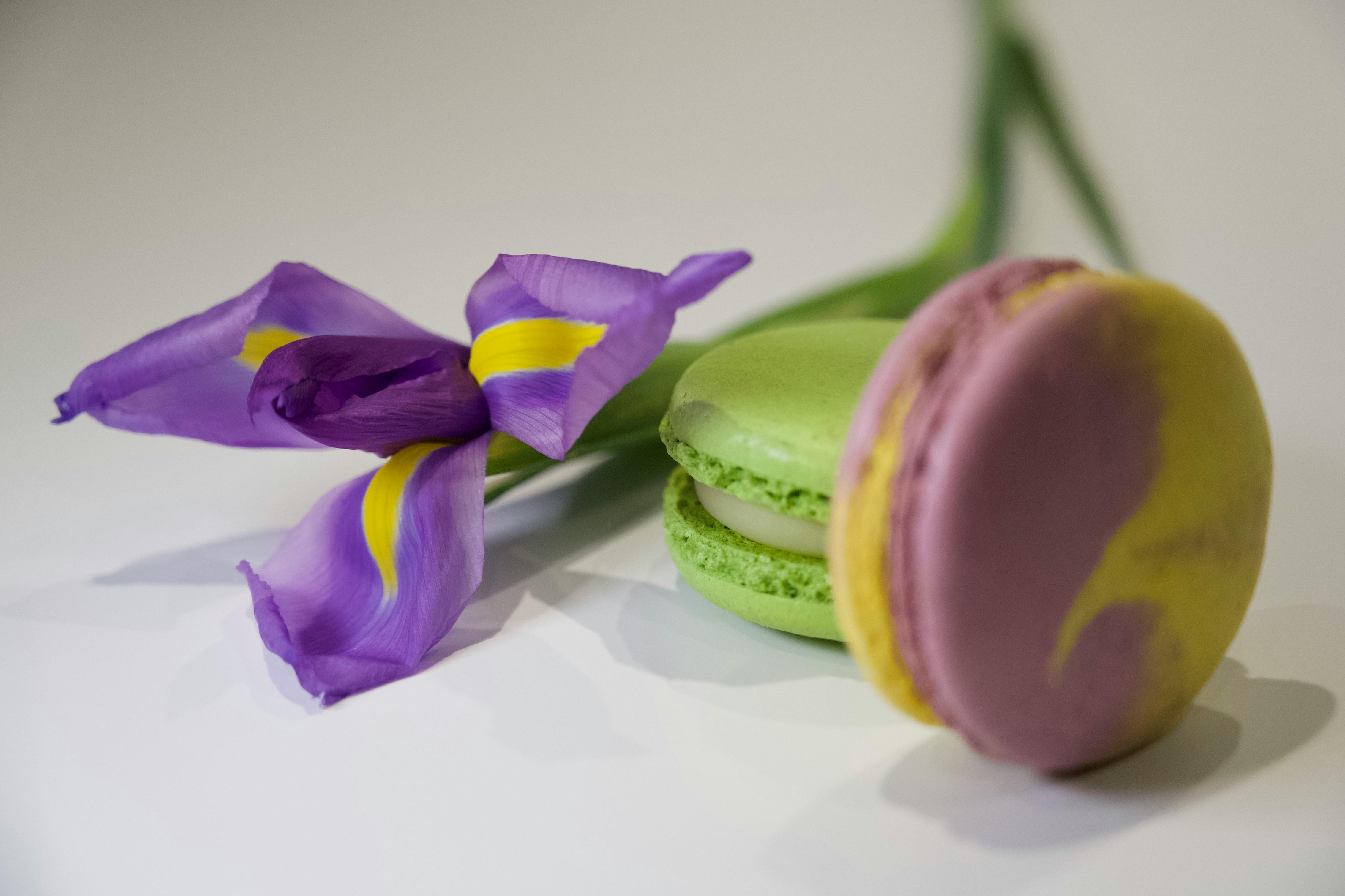 Delicious Macarons with Flower · Free Stock Photo