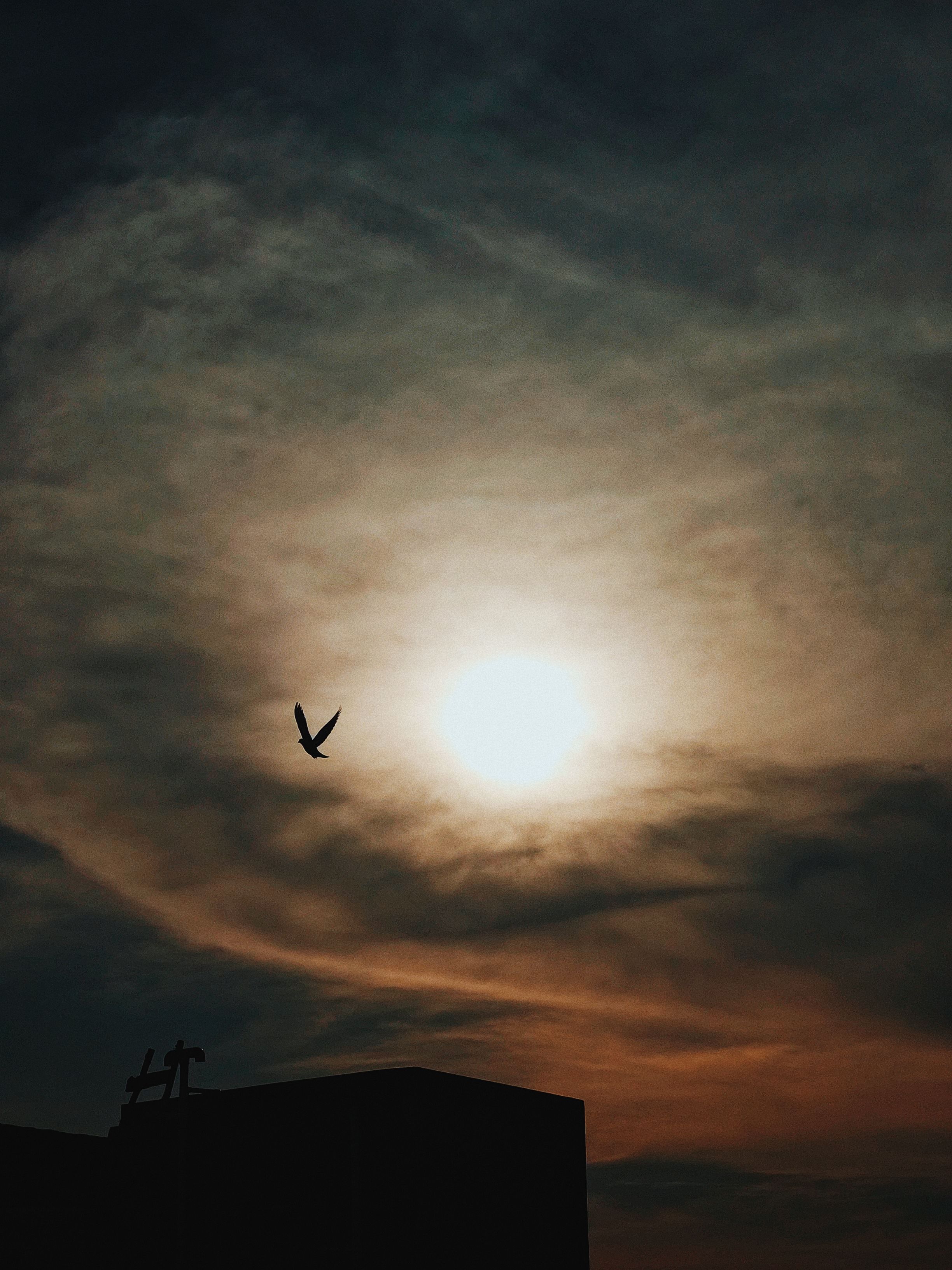 Bird Flying under Clouds · Free Stock Photo