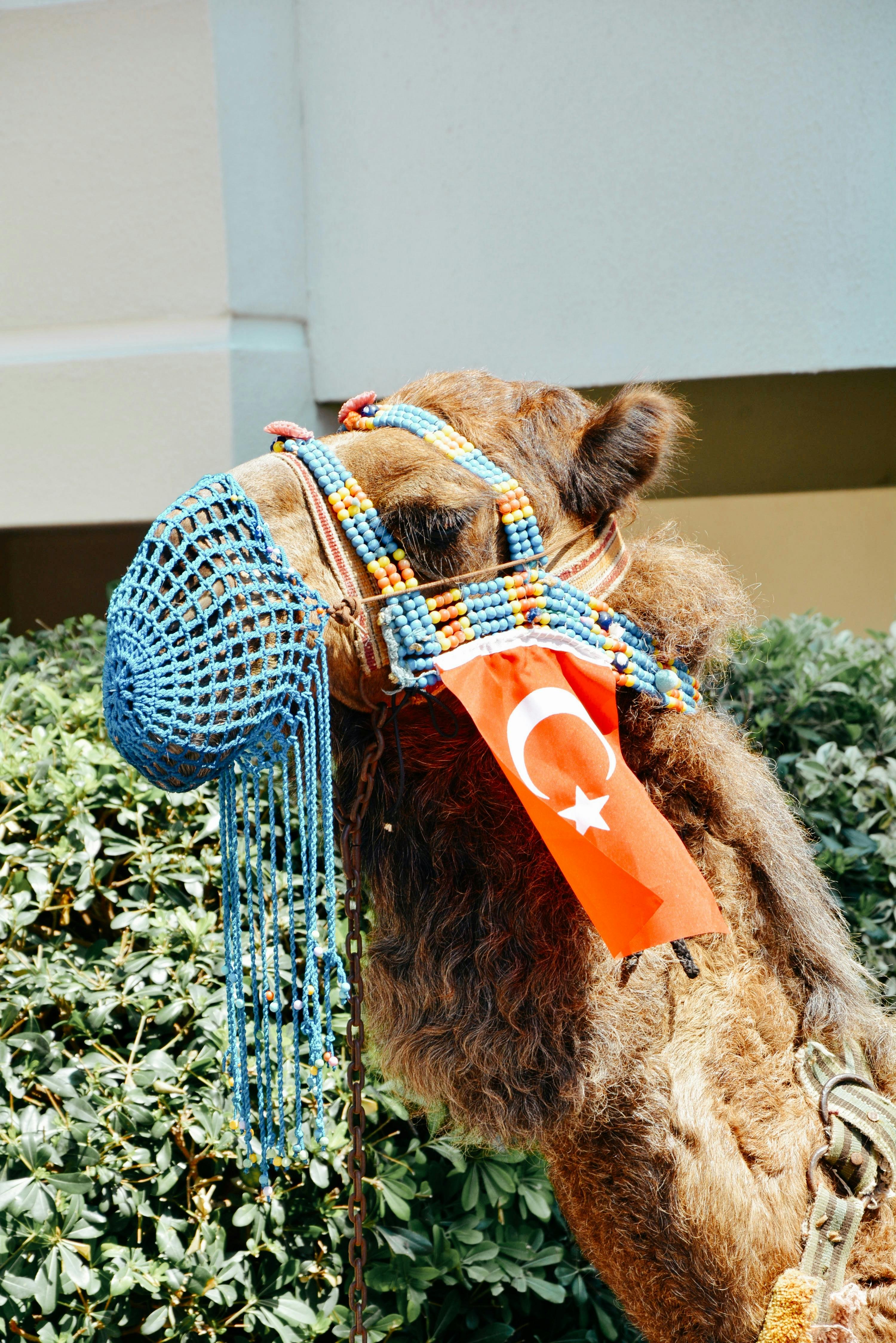 A Camel with a Flag · Free Stock Photo