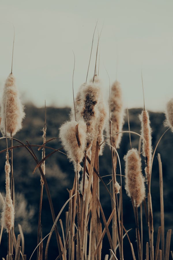 Cattails Photos, Download The BEST Free Cattails Stock Photos & HD Images