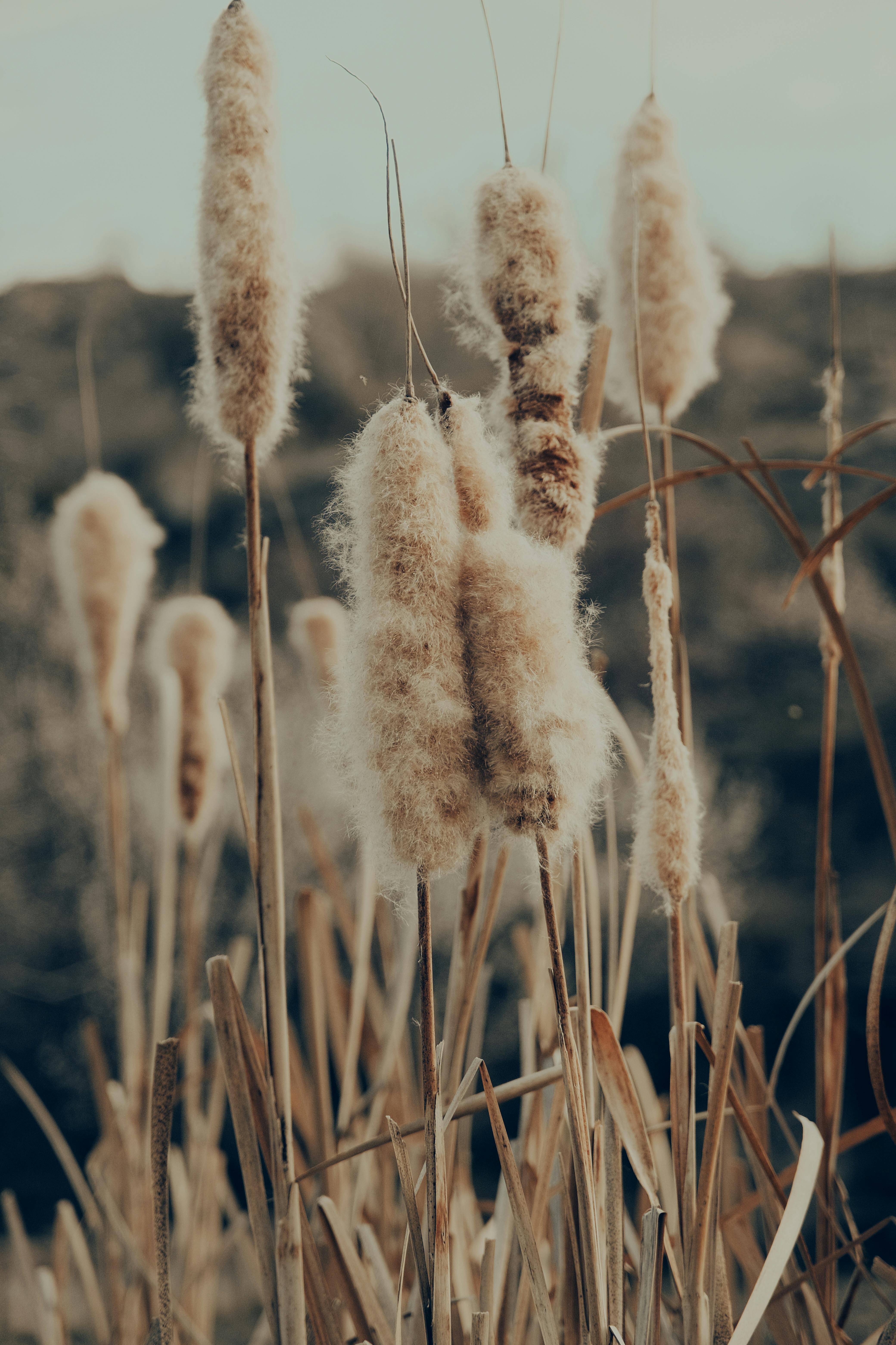 Close-up of Dry Cattails · Free Stock Photo